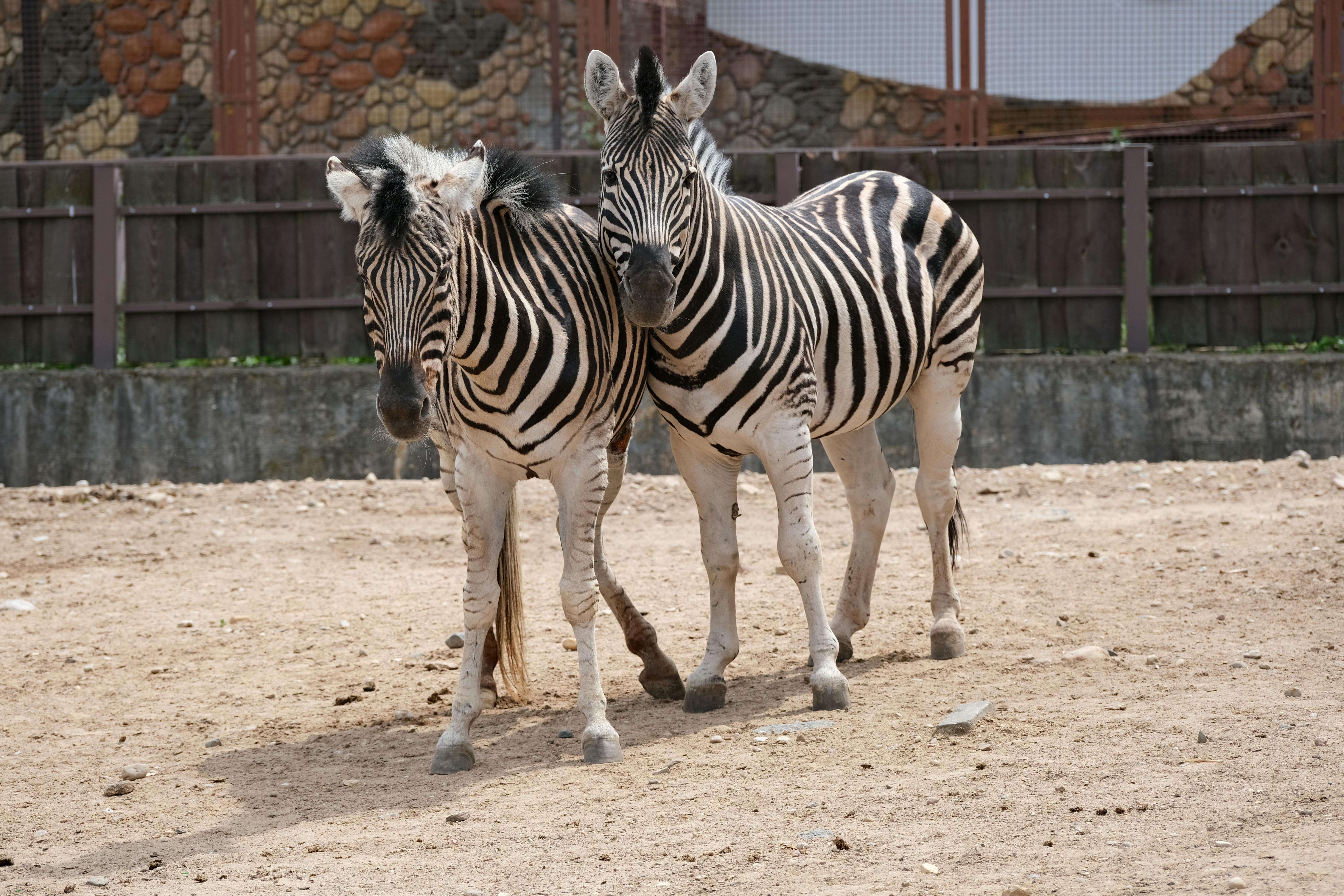 Zebra couple #2 · Free Stock Photo