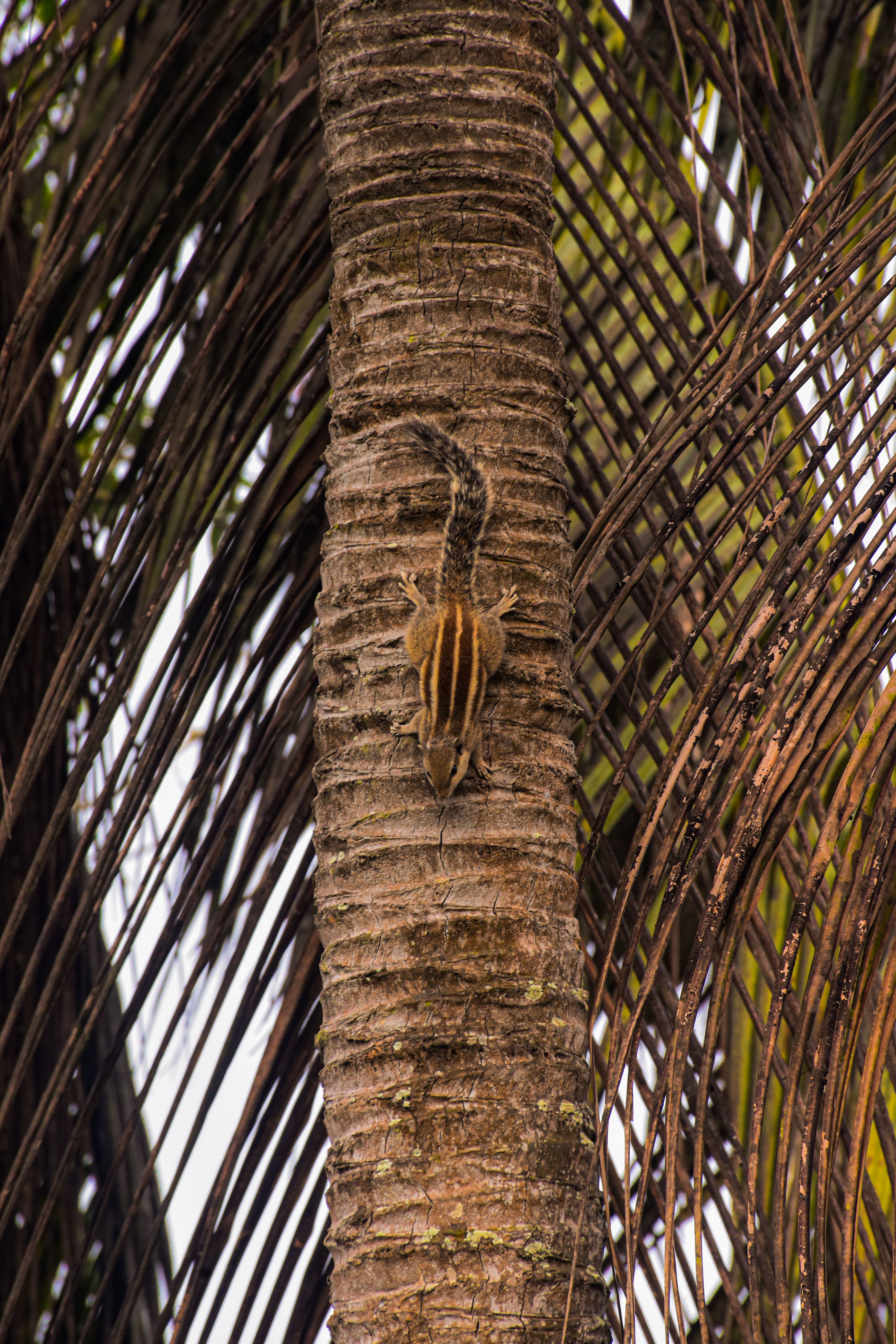 A Palm Squirrel Sitting on the Trunk of a Palm Tree · Free Stock Photo