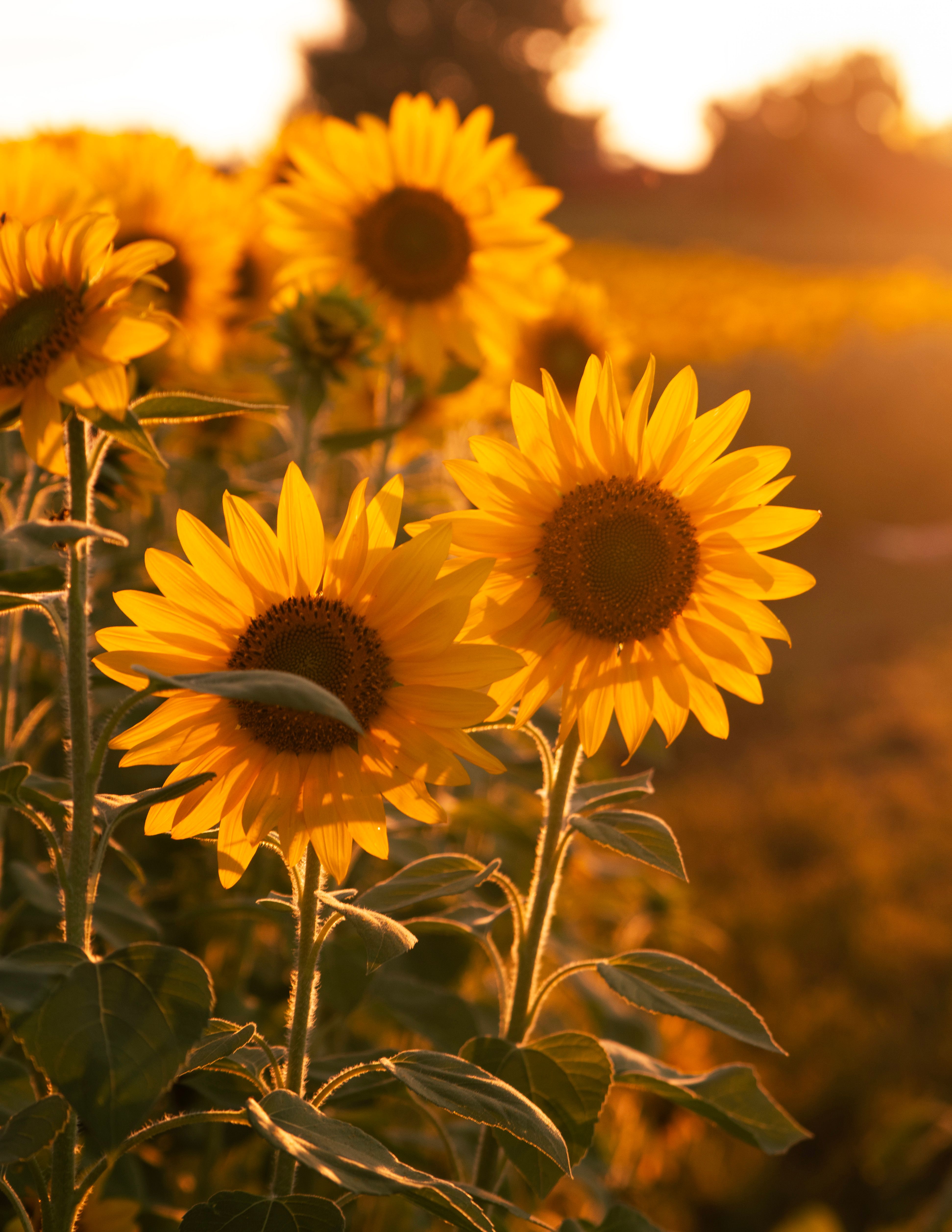 Sunflower during Sunset · Free Stock Photo