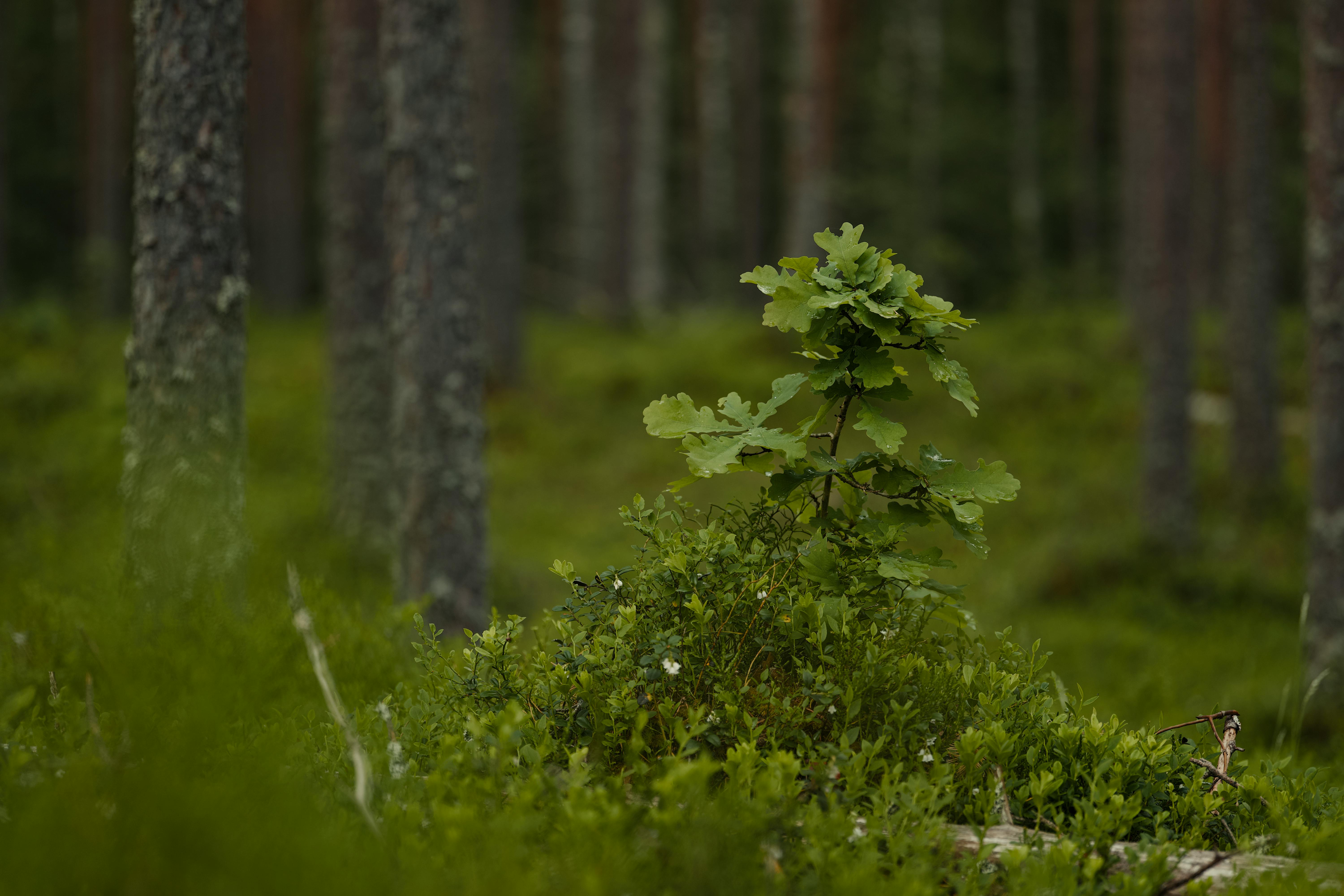 Small oak tree in a forest · Free Stock Photo