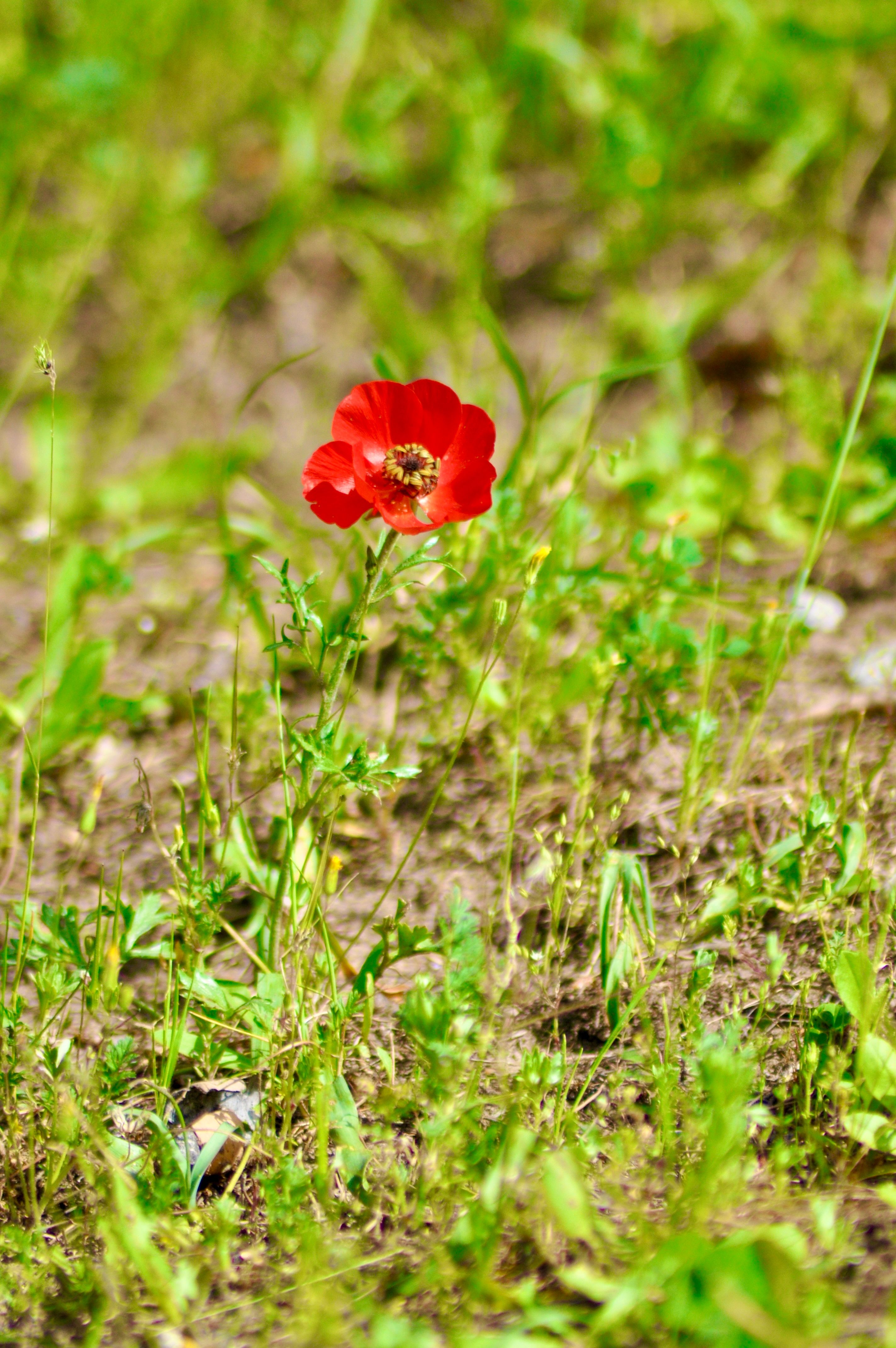 Single Blooming Poppy · Free Stock Photo