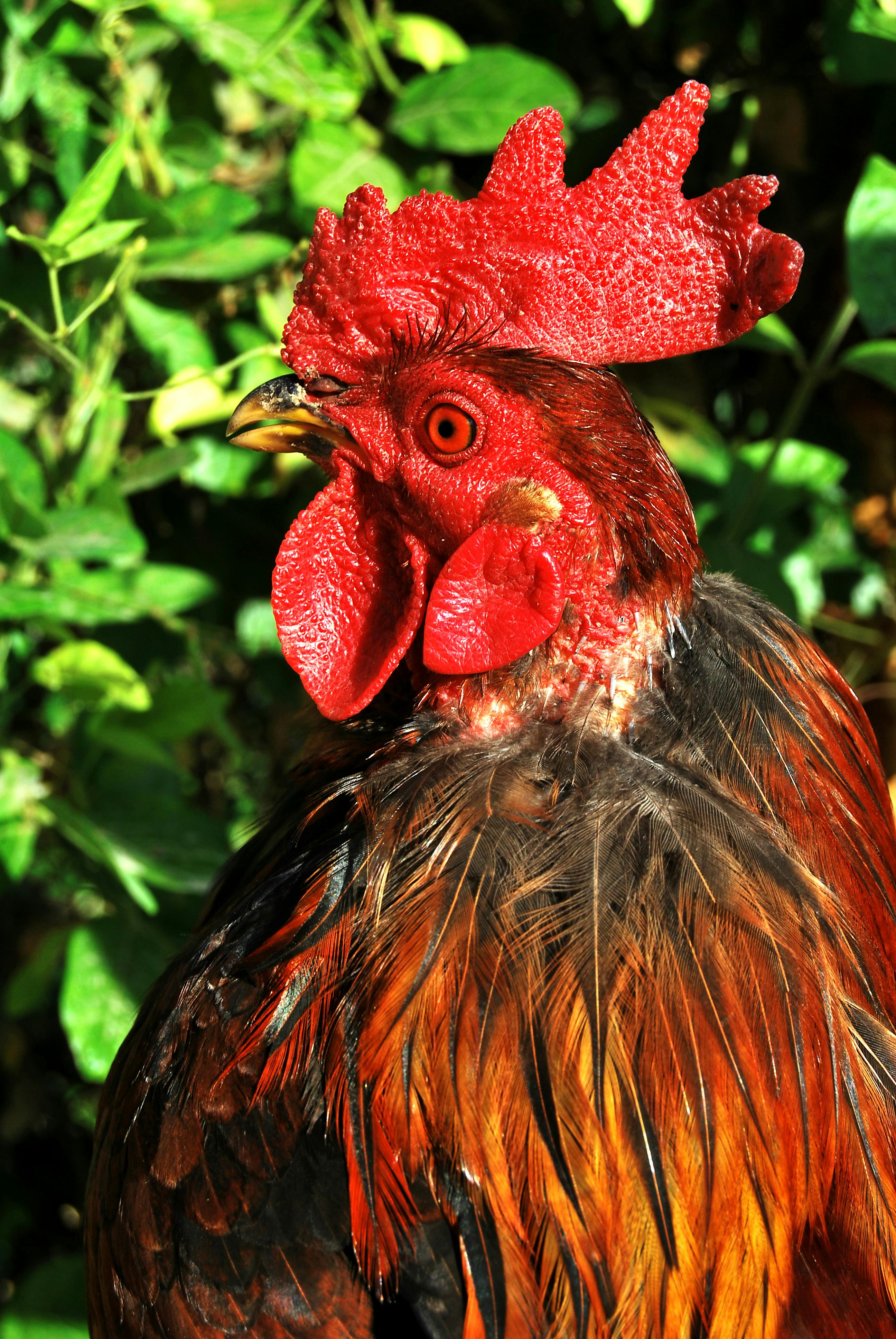 Portrait of Rooster · Free Stock Photo