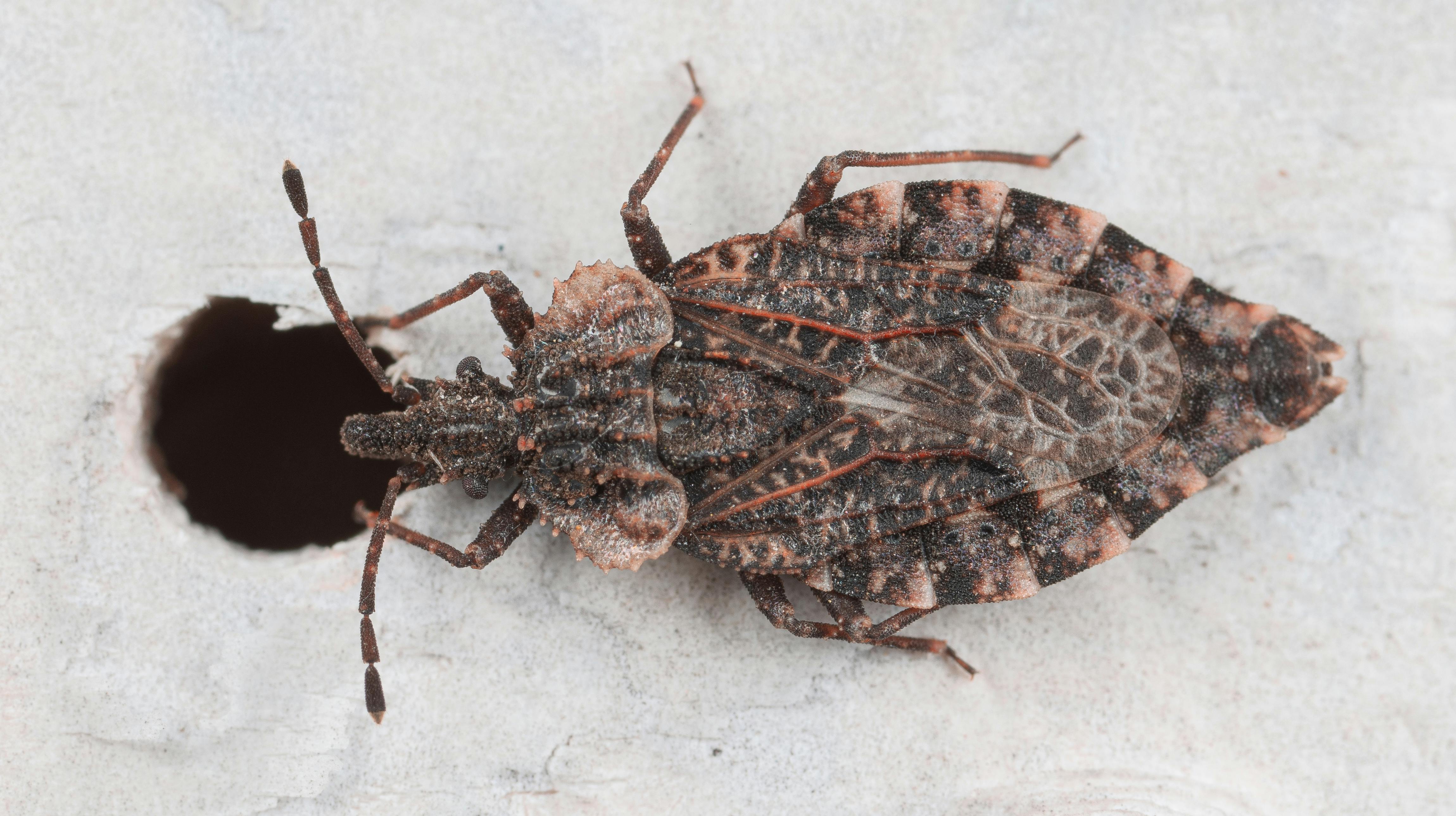 A bug with brown and black spots on its back · Free Stock Photo