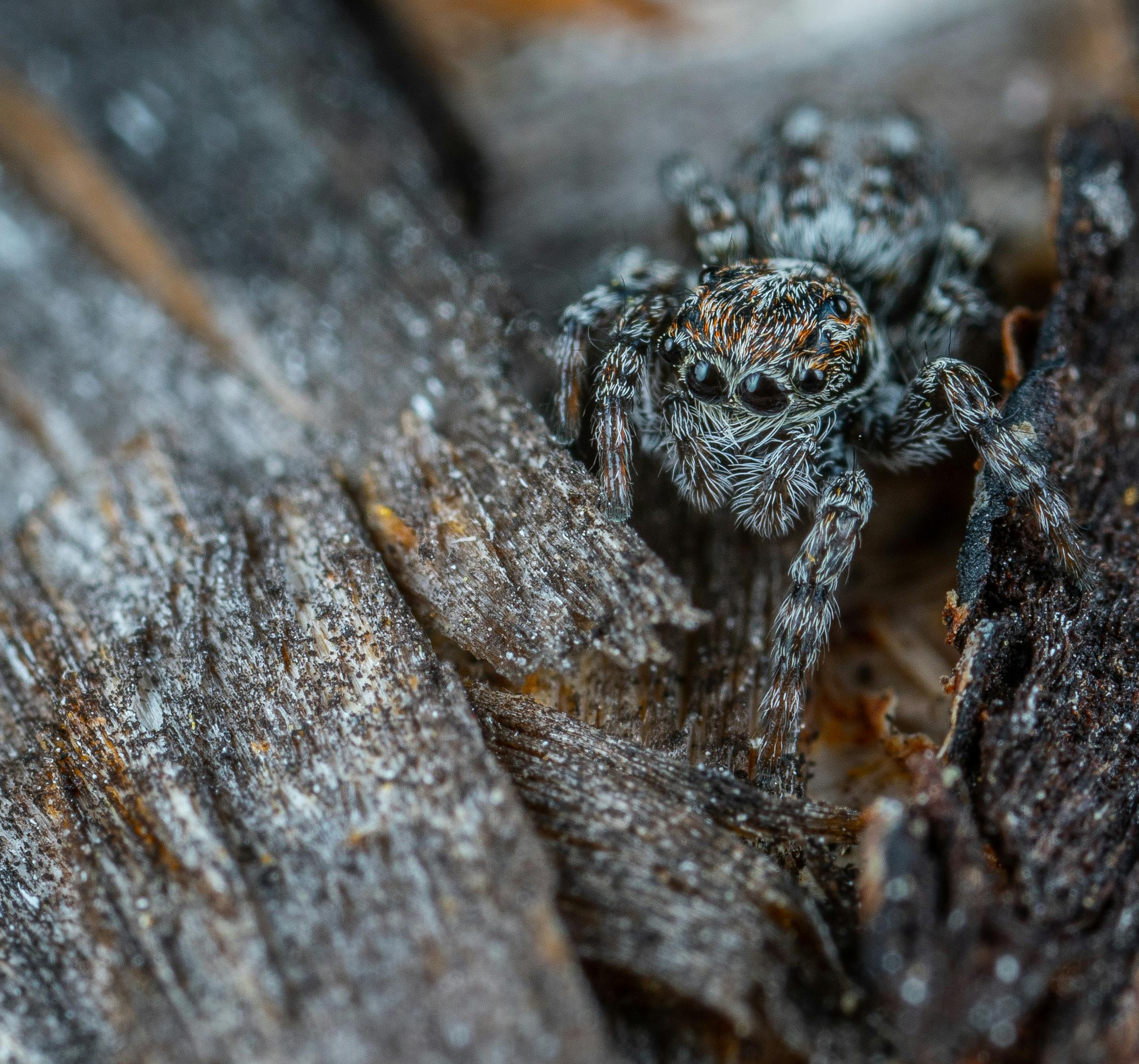 Selective Focus Photo of Spider · Free Stock Photo