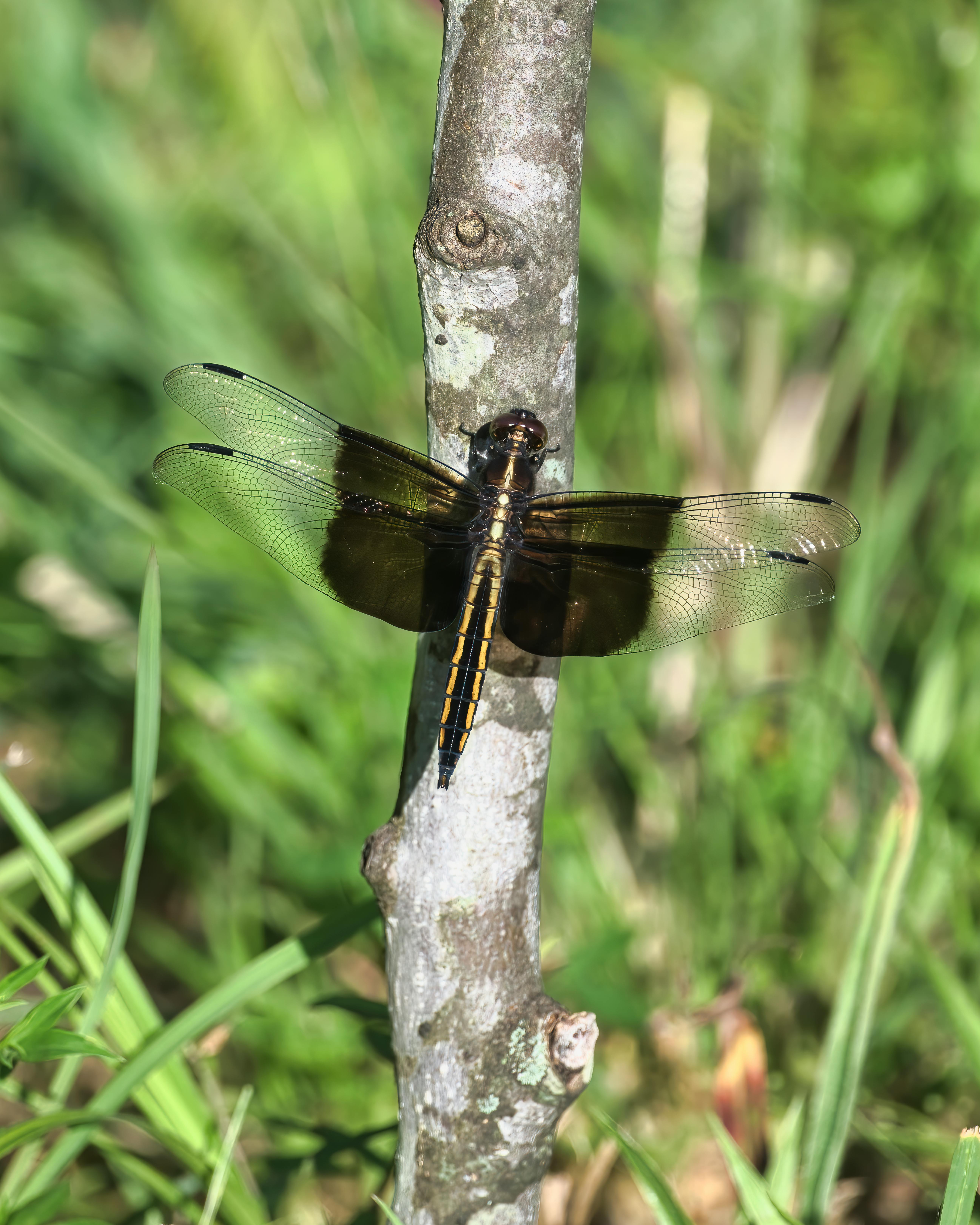 A Dragonfly Perching on a Branch · Free Stock Photo