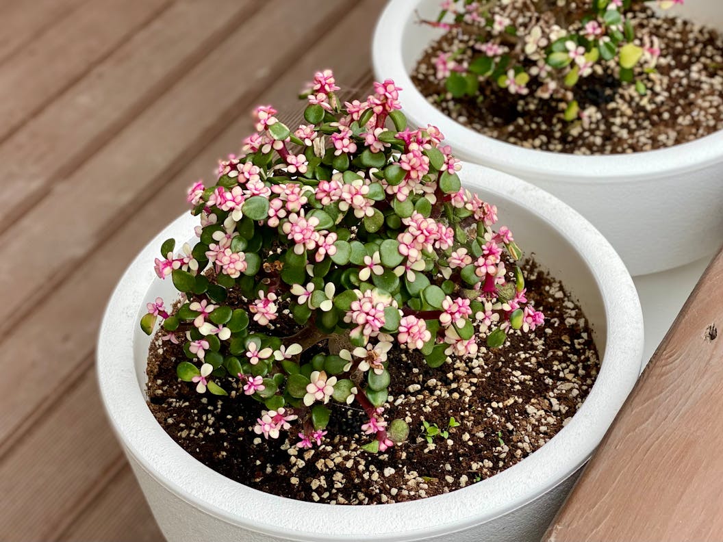 Jade Plant Disadvantages in Home Gardening Explained