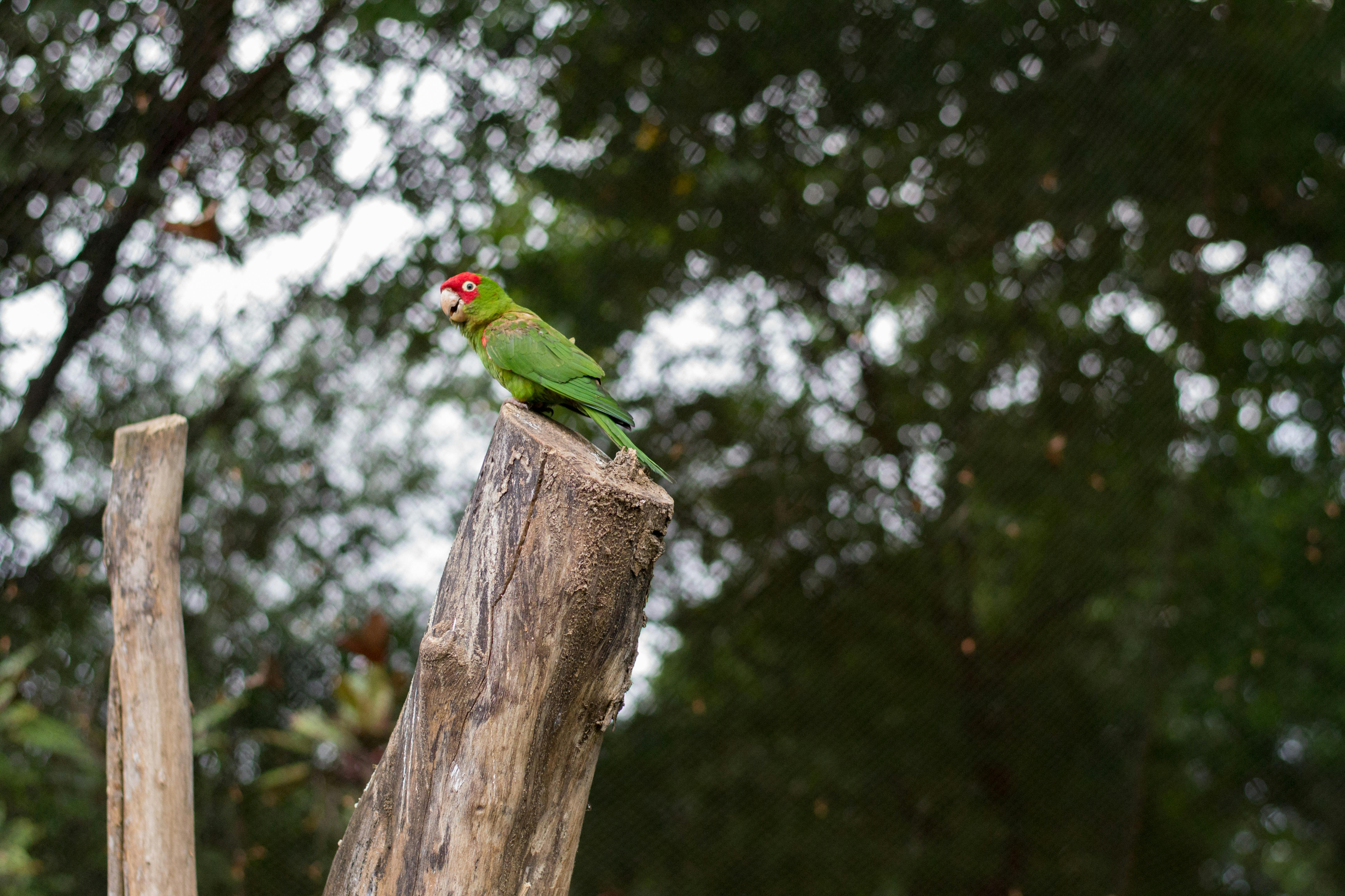 Green Parrot on a Tree · Free Stock Photo