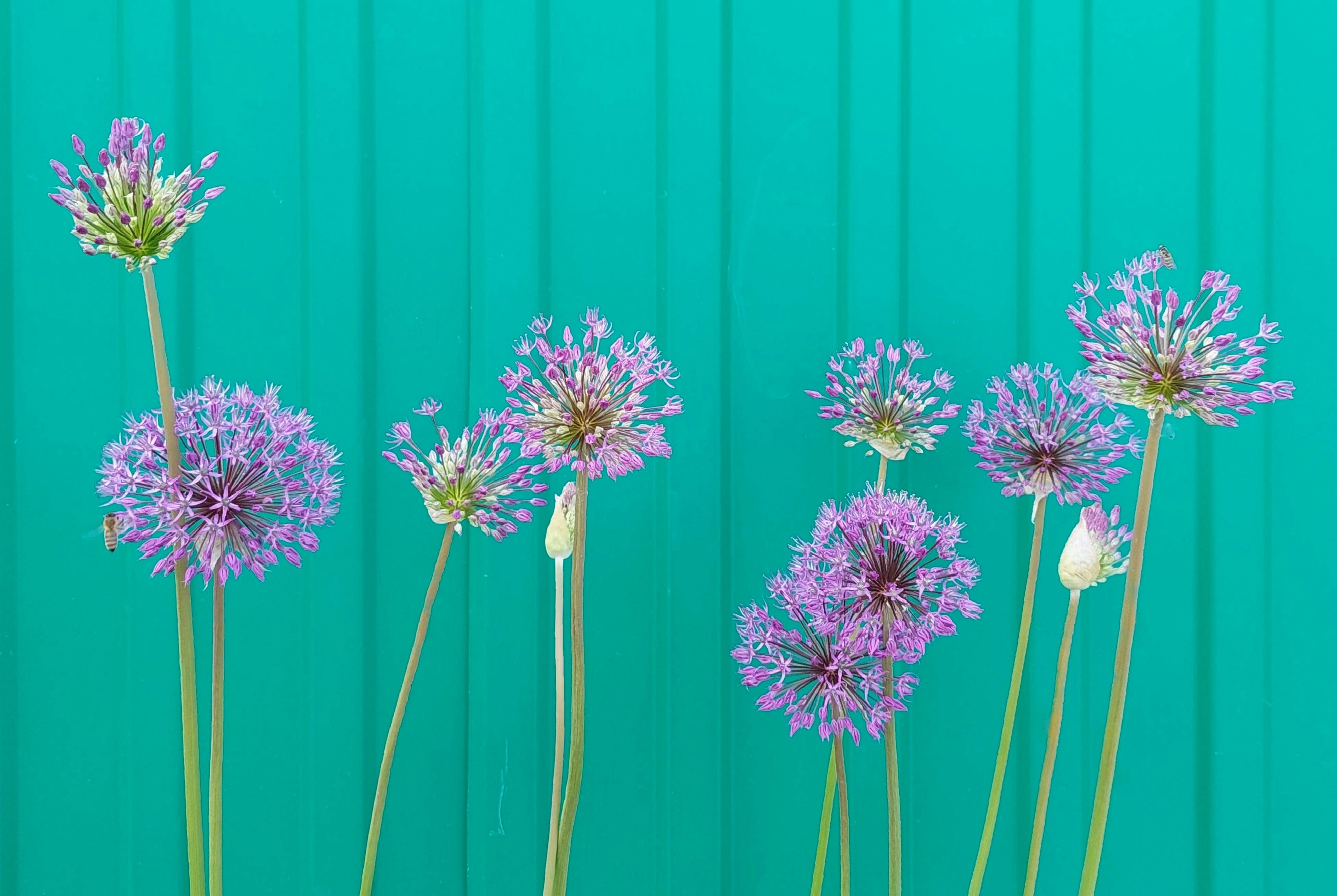 Teal Flowers Photos, Download The BEST Free Teal Flowers Stock Photos ...