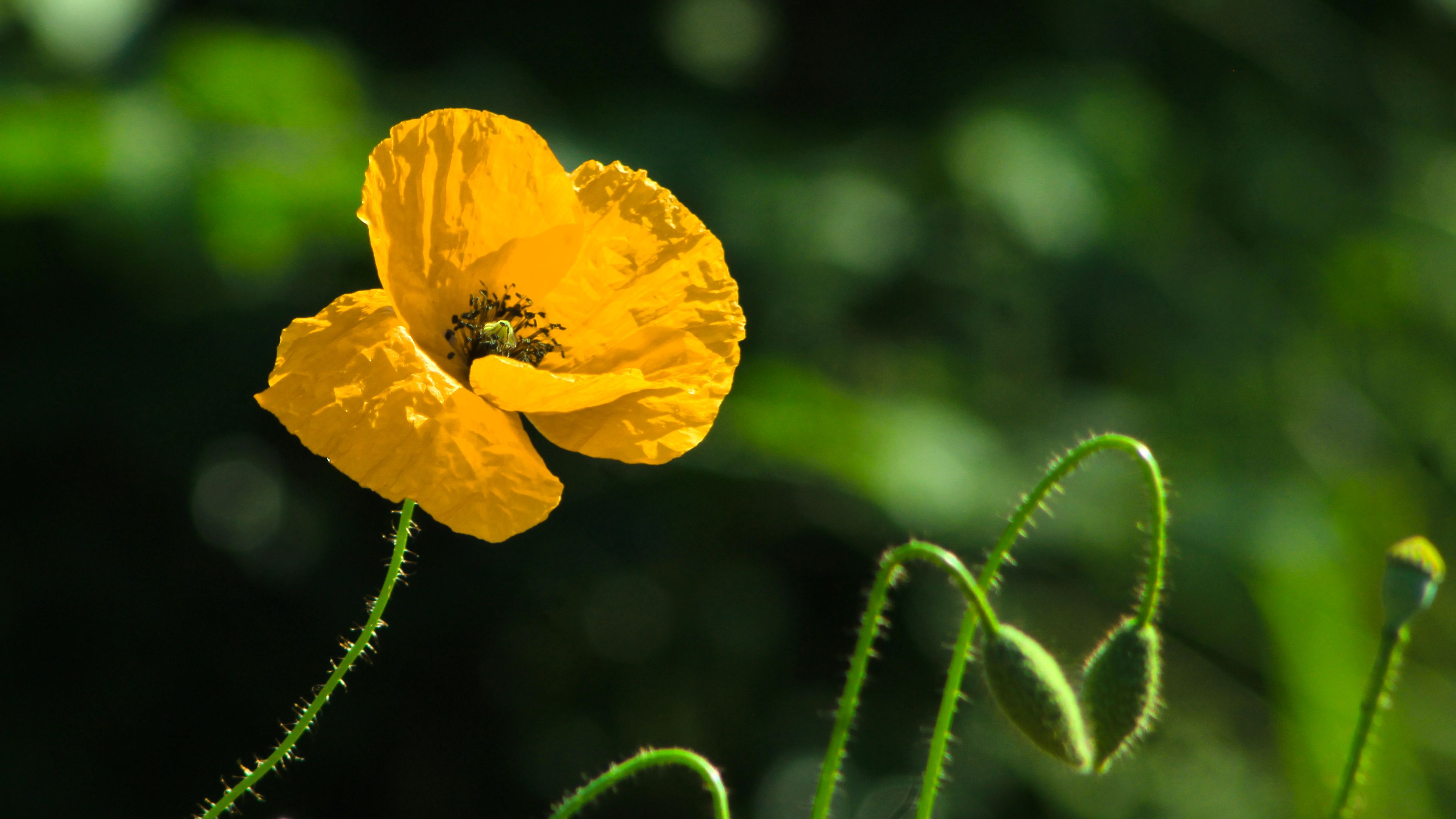 Yellow Poppy Flower · Free Stock Photo