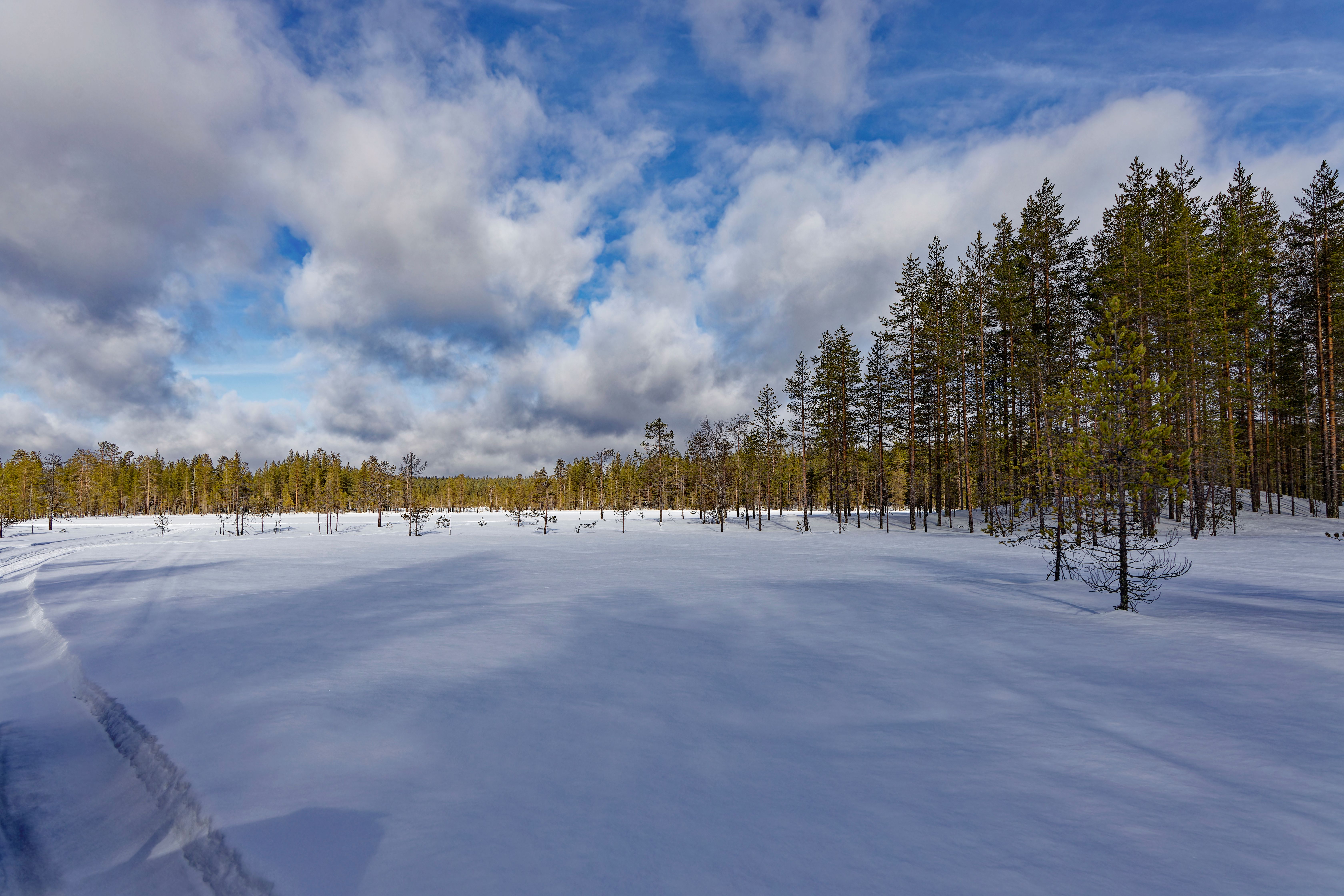 Snow in Evergreen Forest · Free Stock Photo