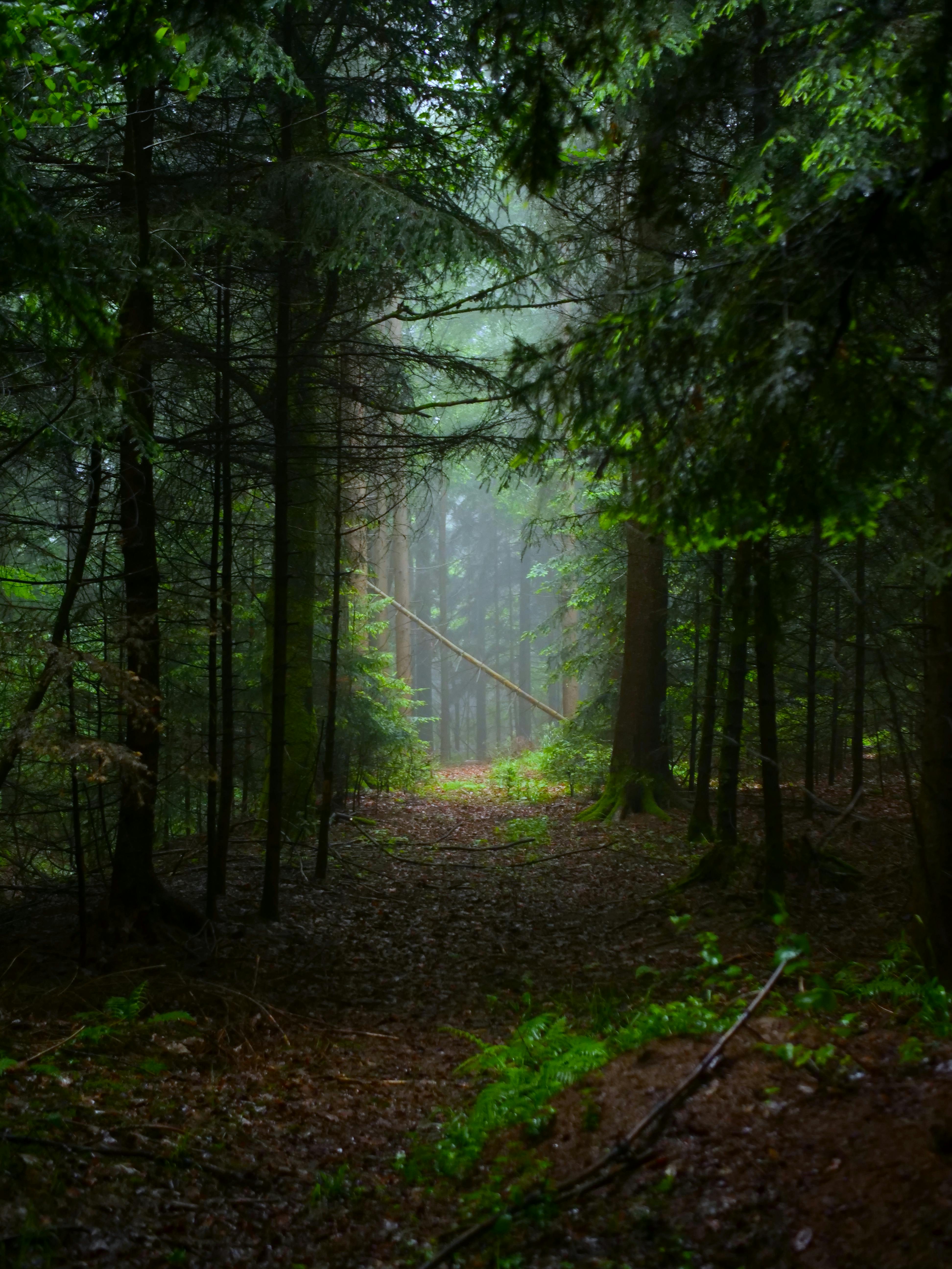 Path through forest with plants · Free Stock Photo