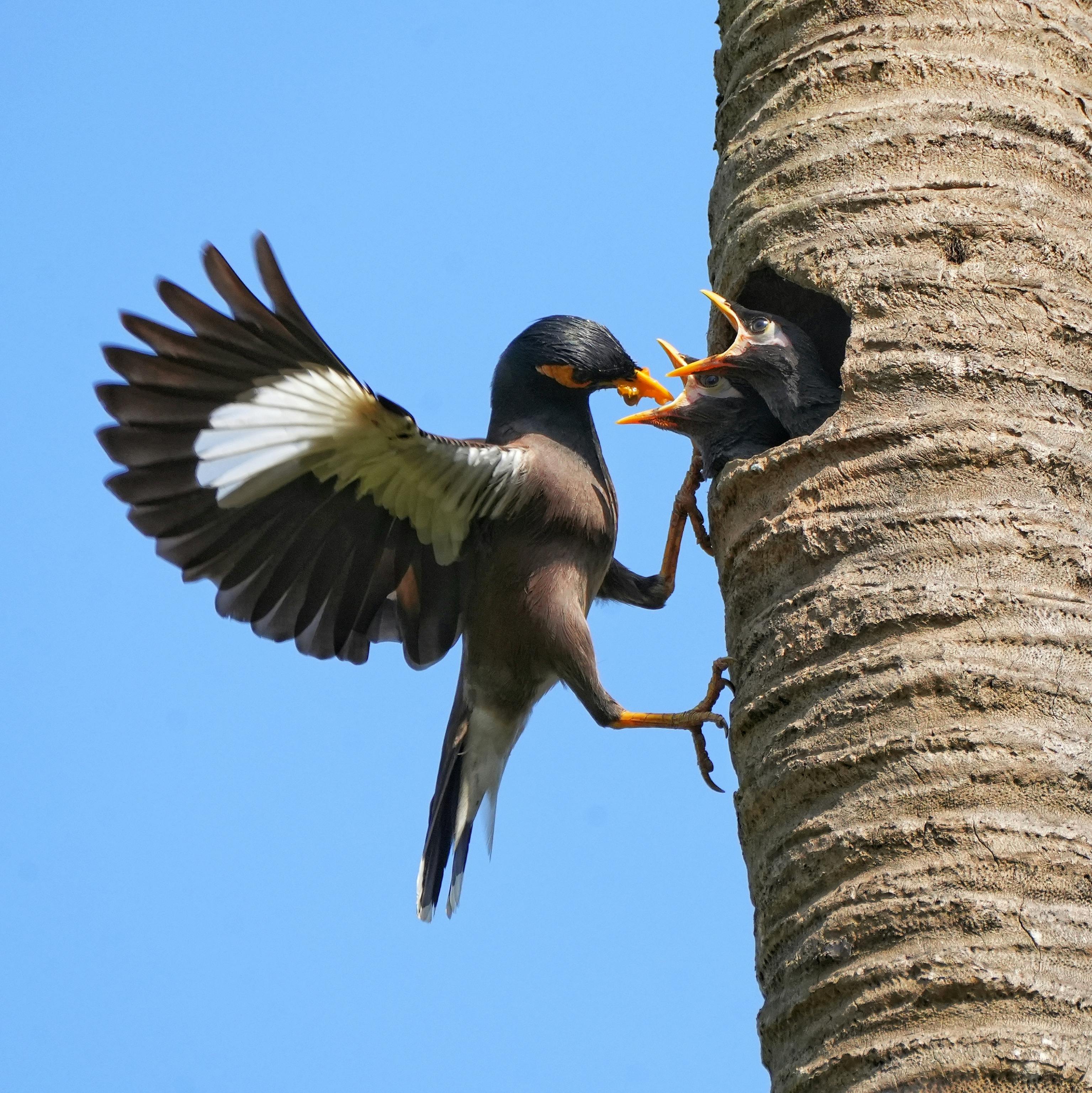 Close-up of a Myna Feeding the Chicks · Free Stock Photo