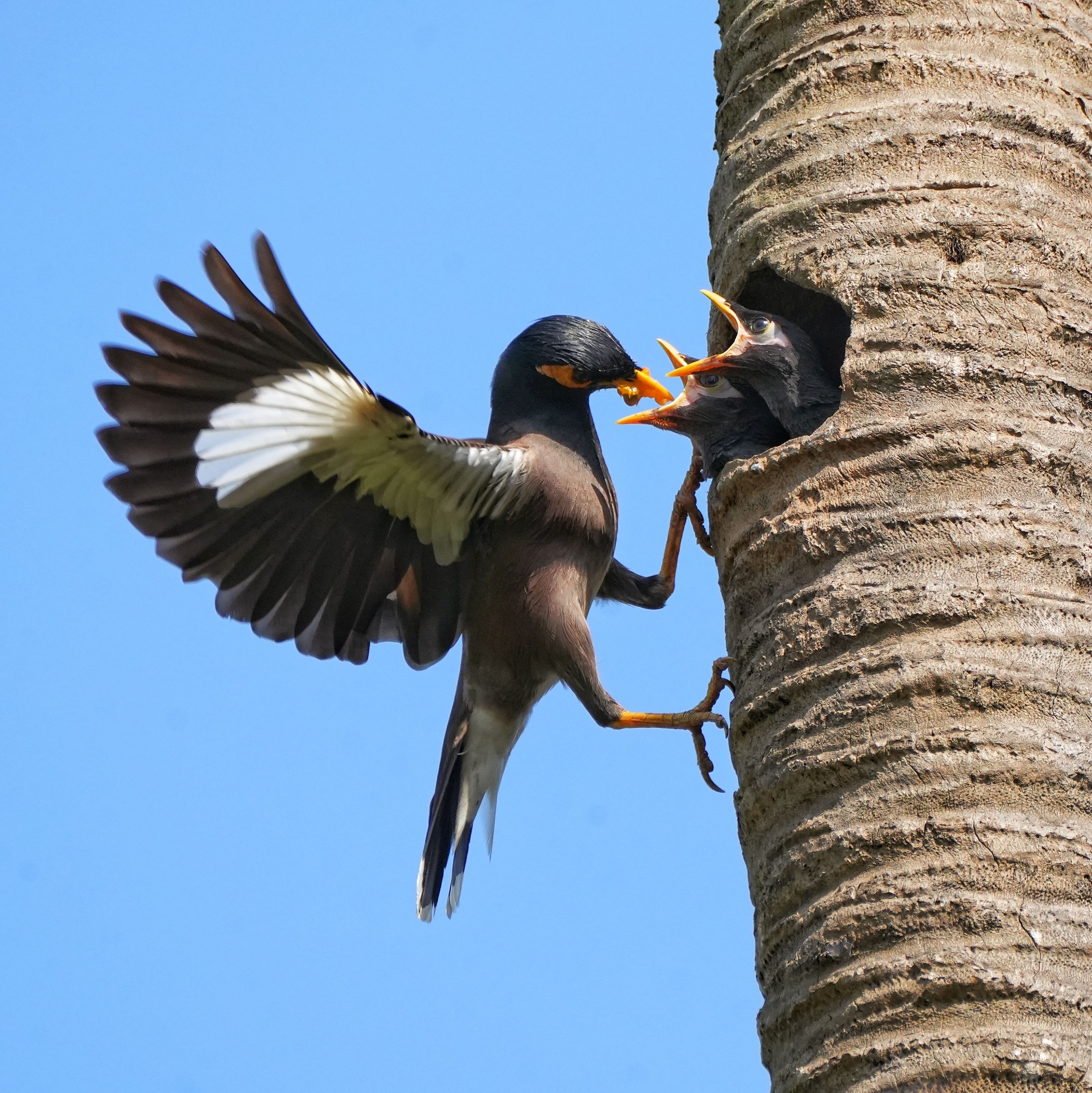 Close-up of a Myna Feeding the Chicks · Free Stock Photo