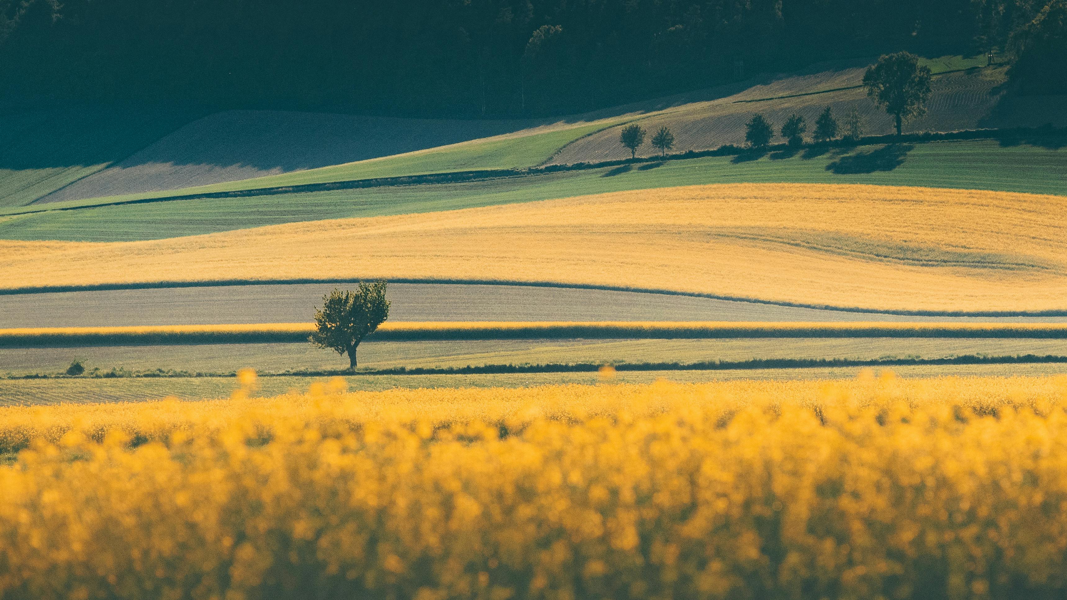 Rural Landscape with Wooden Fence and Bushes · Free Stock Photo