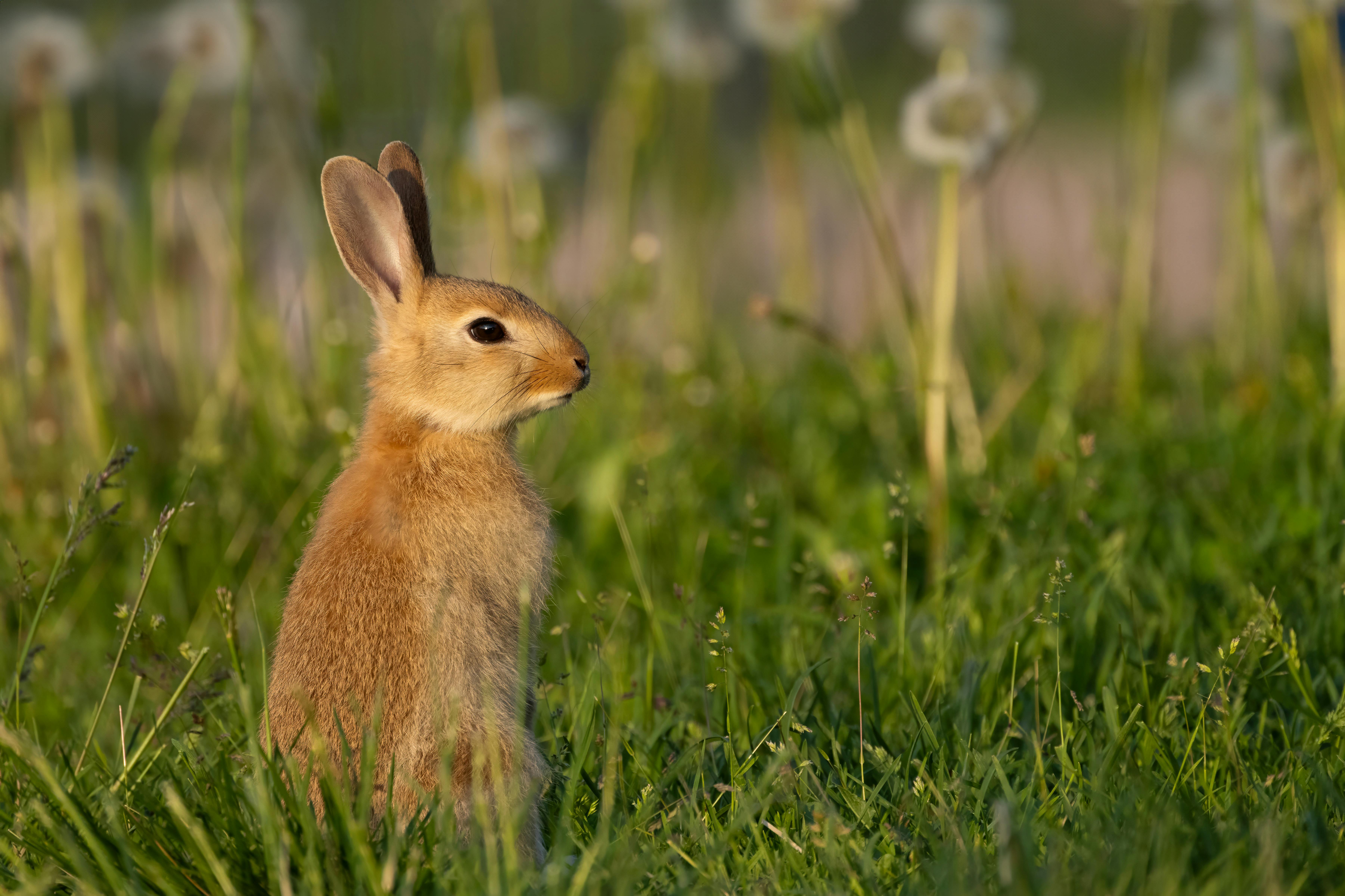 Rabbit Standing in Grass · Free Stock Photo