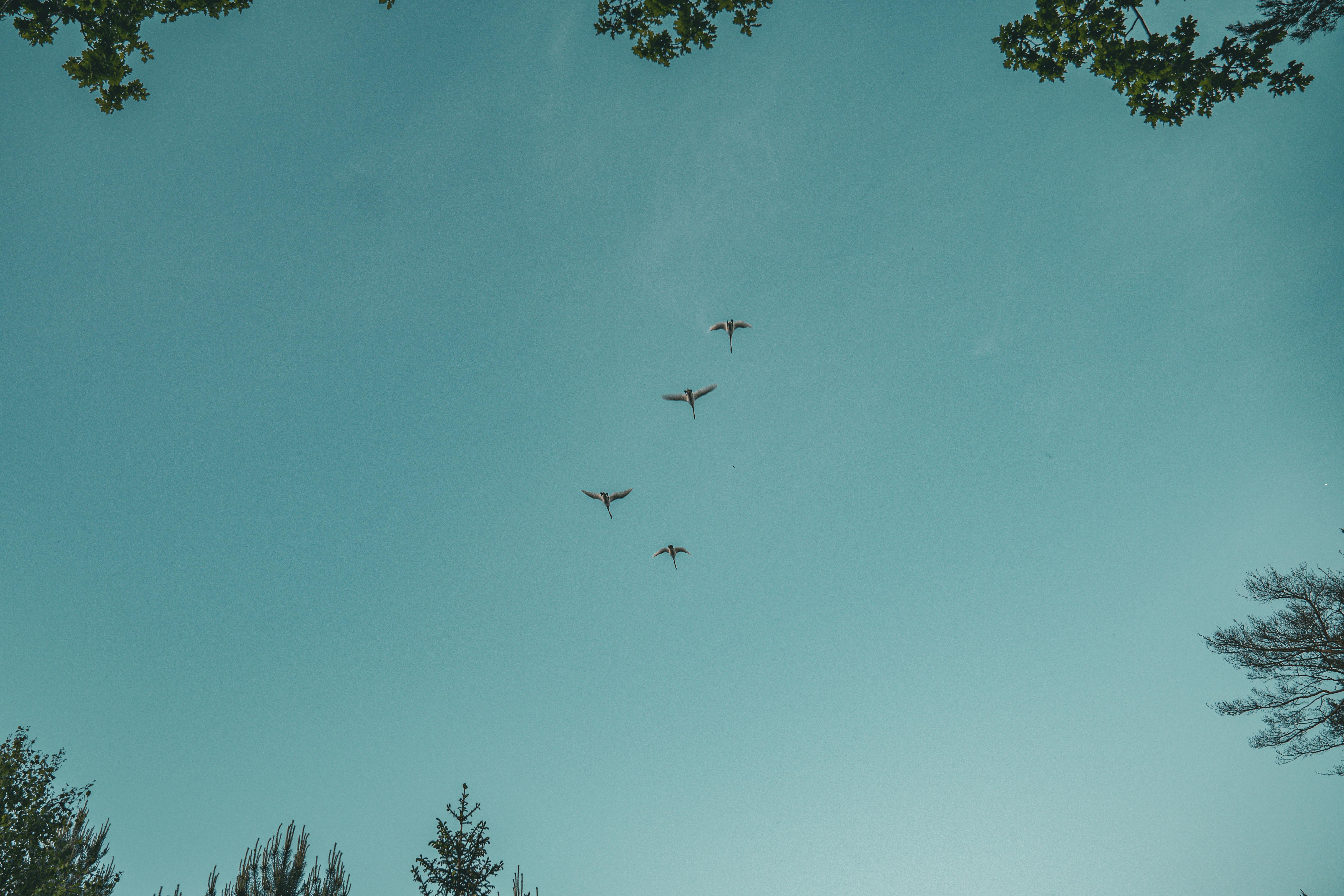 Birds Flying in Clear Sky · Free Stock Photo