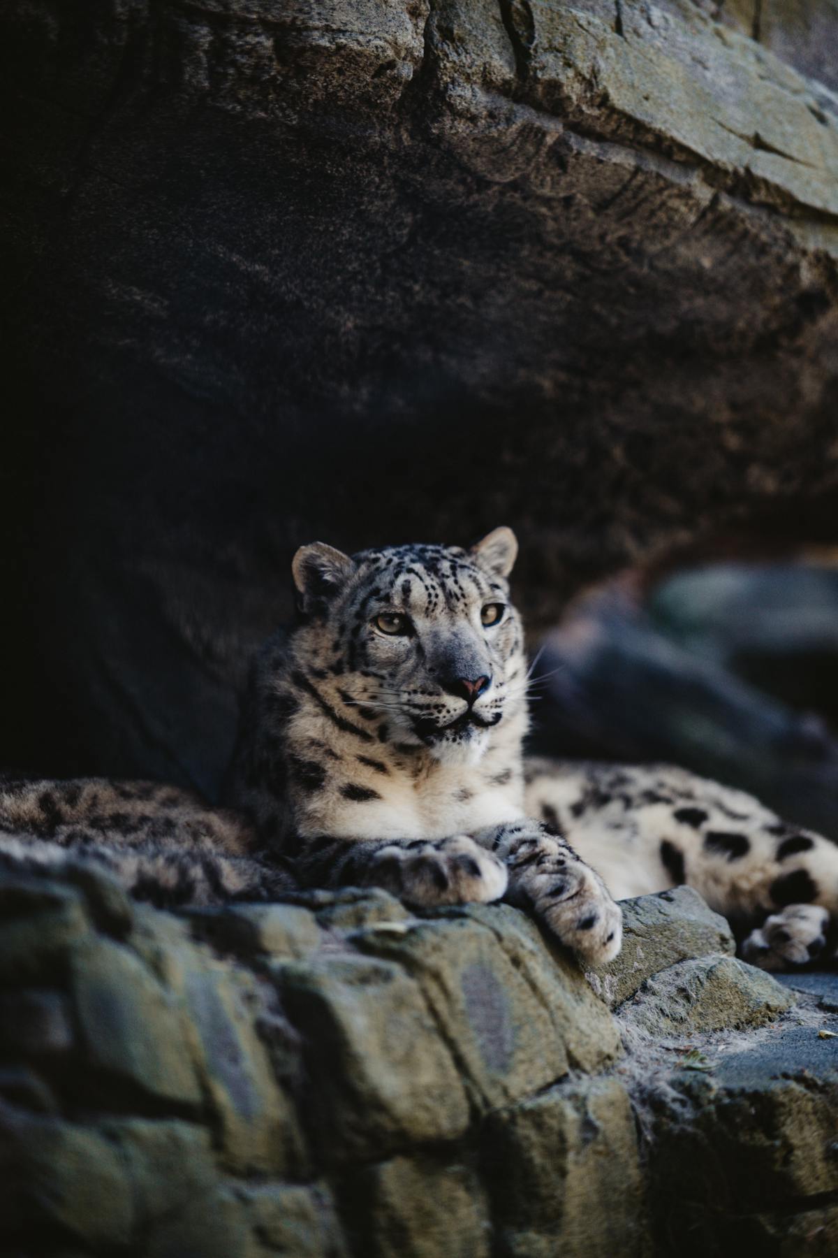 Snow Leopard Photos, Download The BEST Free Snow Leopard Stock Photos ...