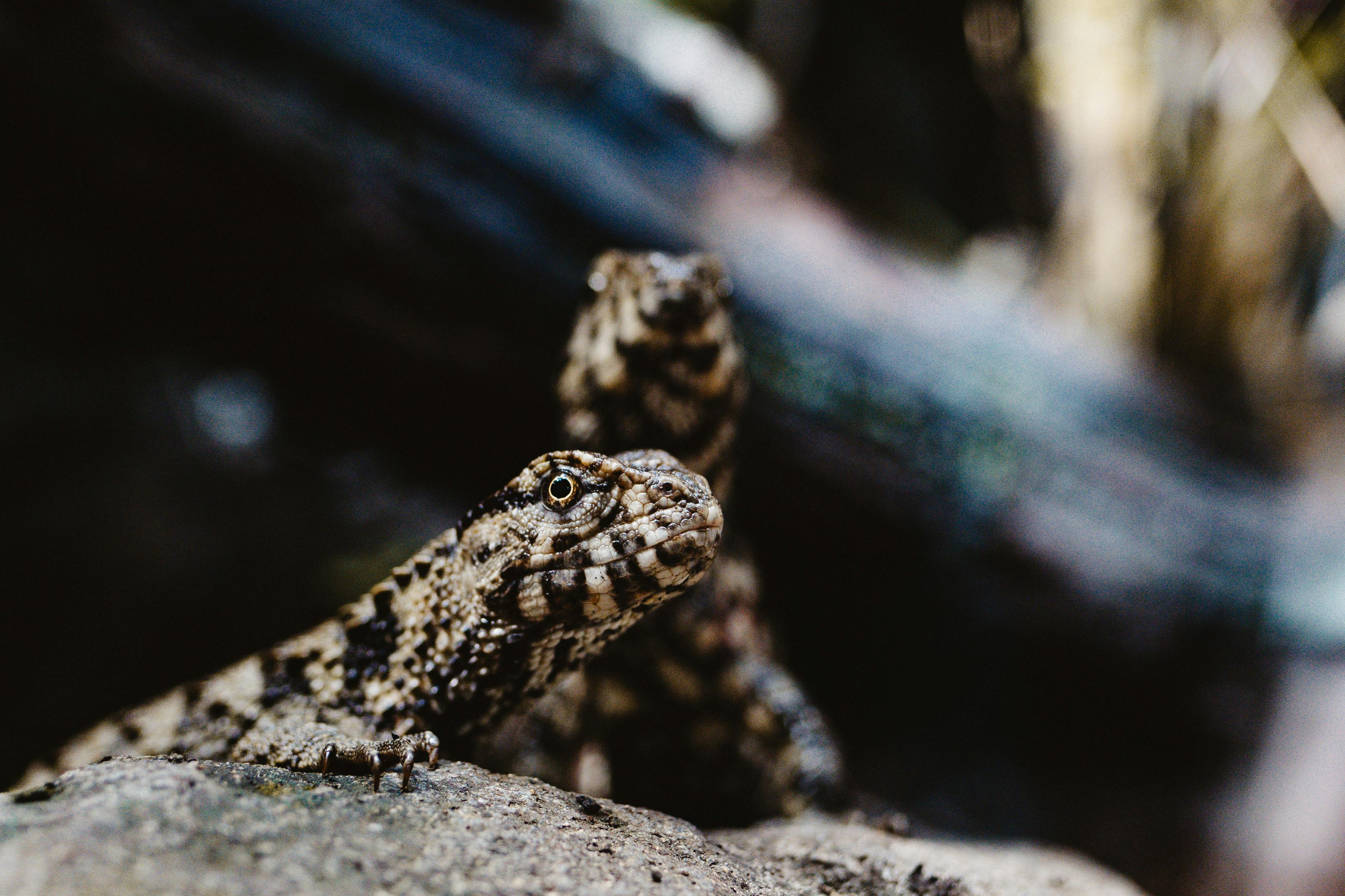 Close-up of Two Lizards Sitting on a Rock · Free Stock Photo