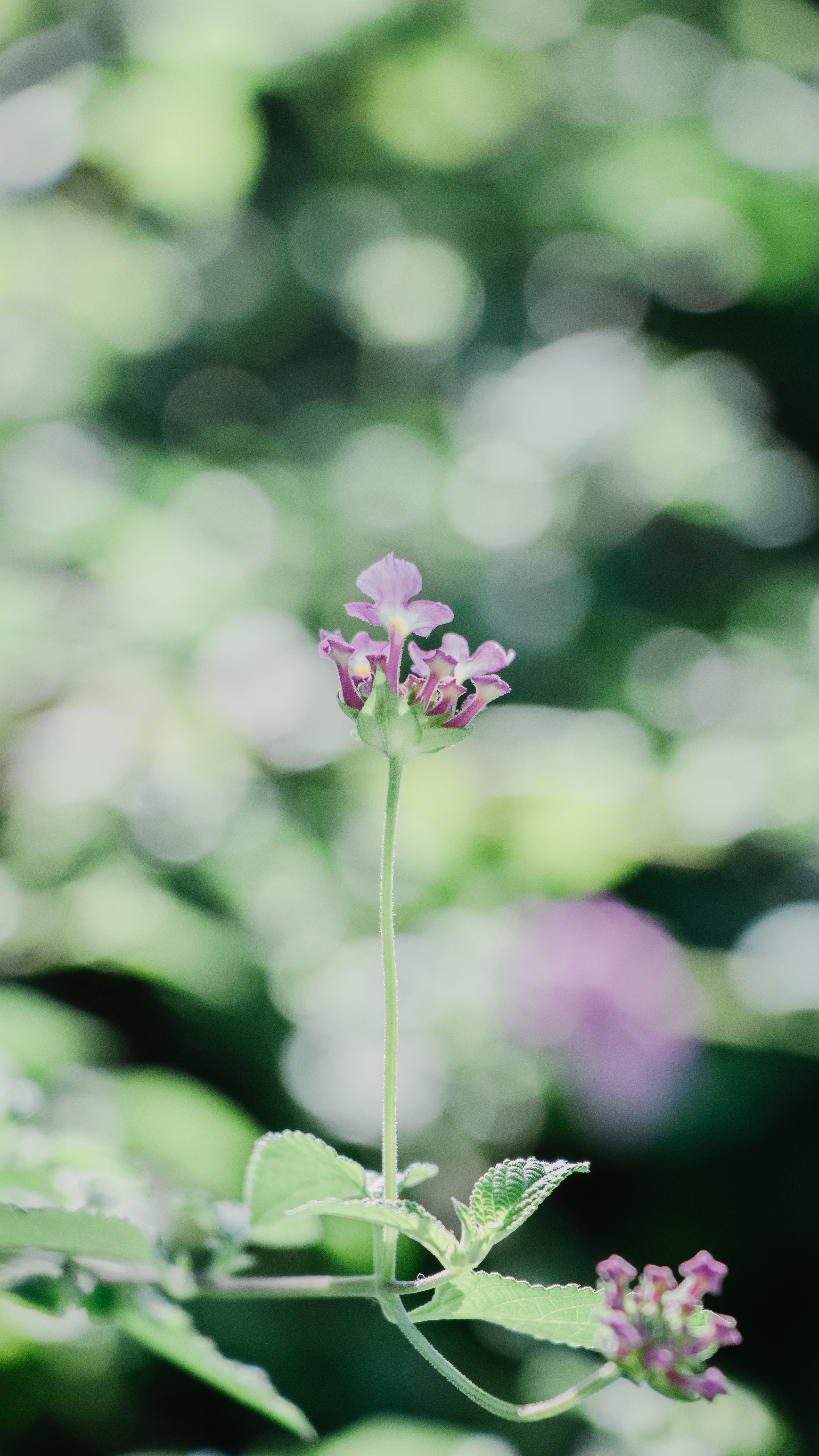 Thin Flower in Nature · Free Stock Photo