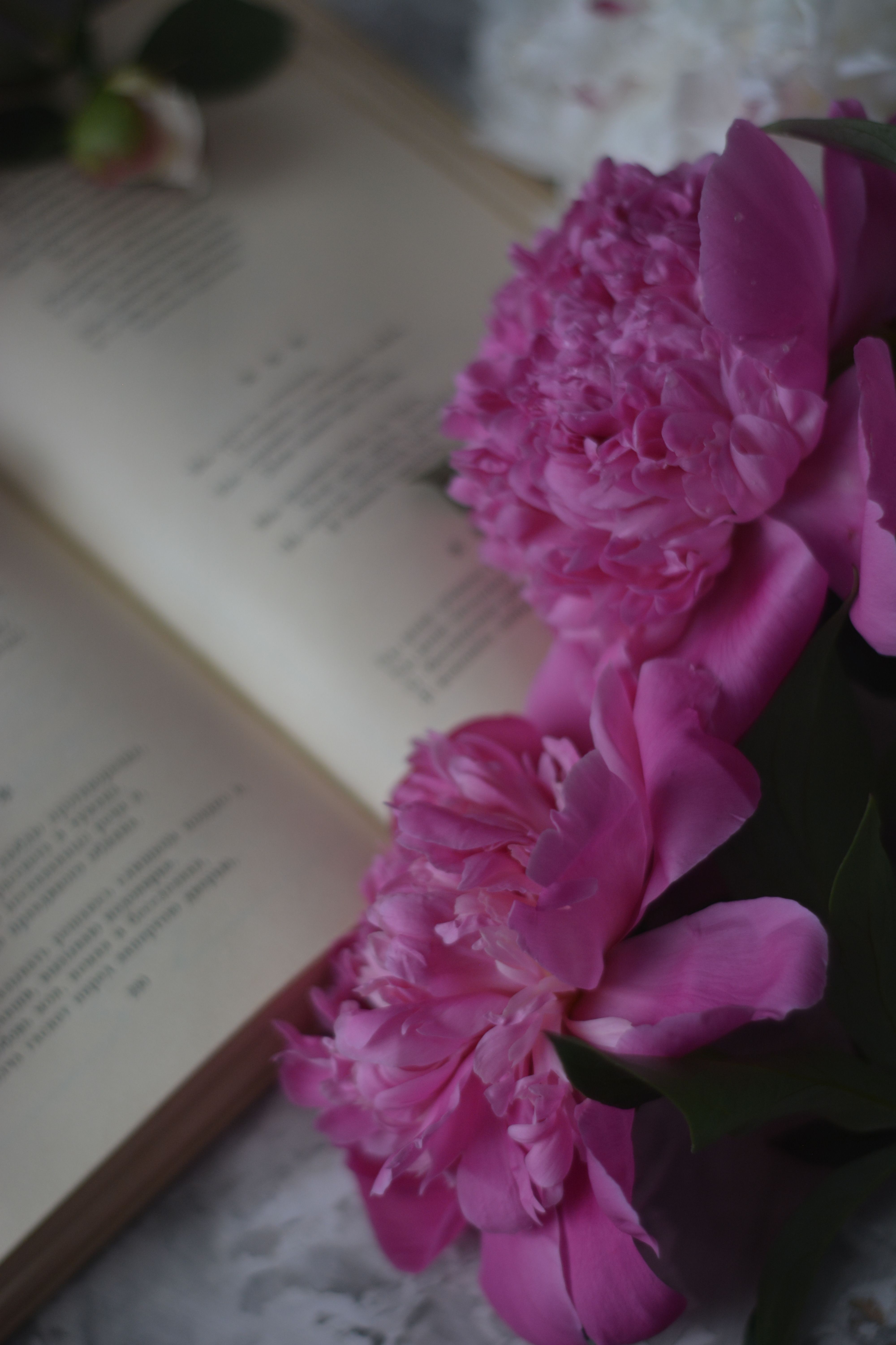 A book with pink flowers and a pink peony · Free Stock Photo