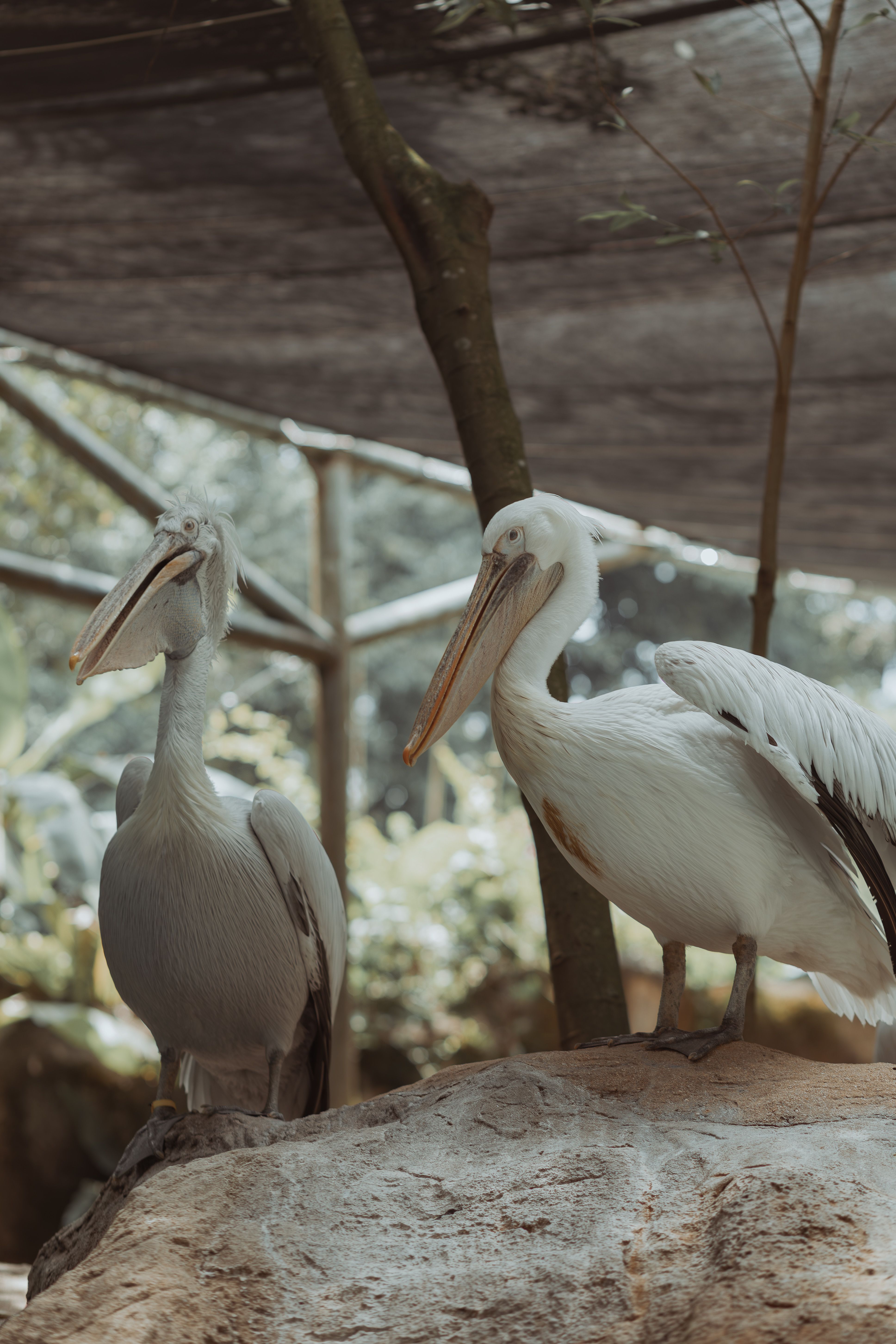 Two pelicans standing on a rock in a zoo · Free Stock Photo