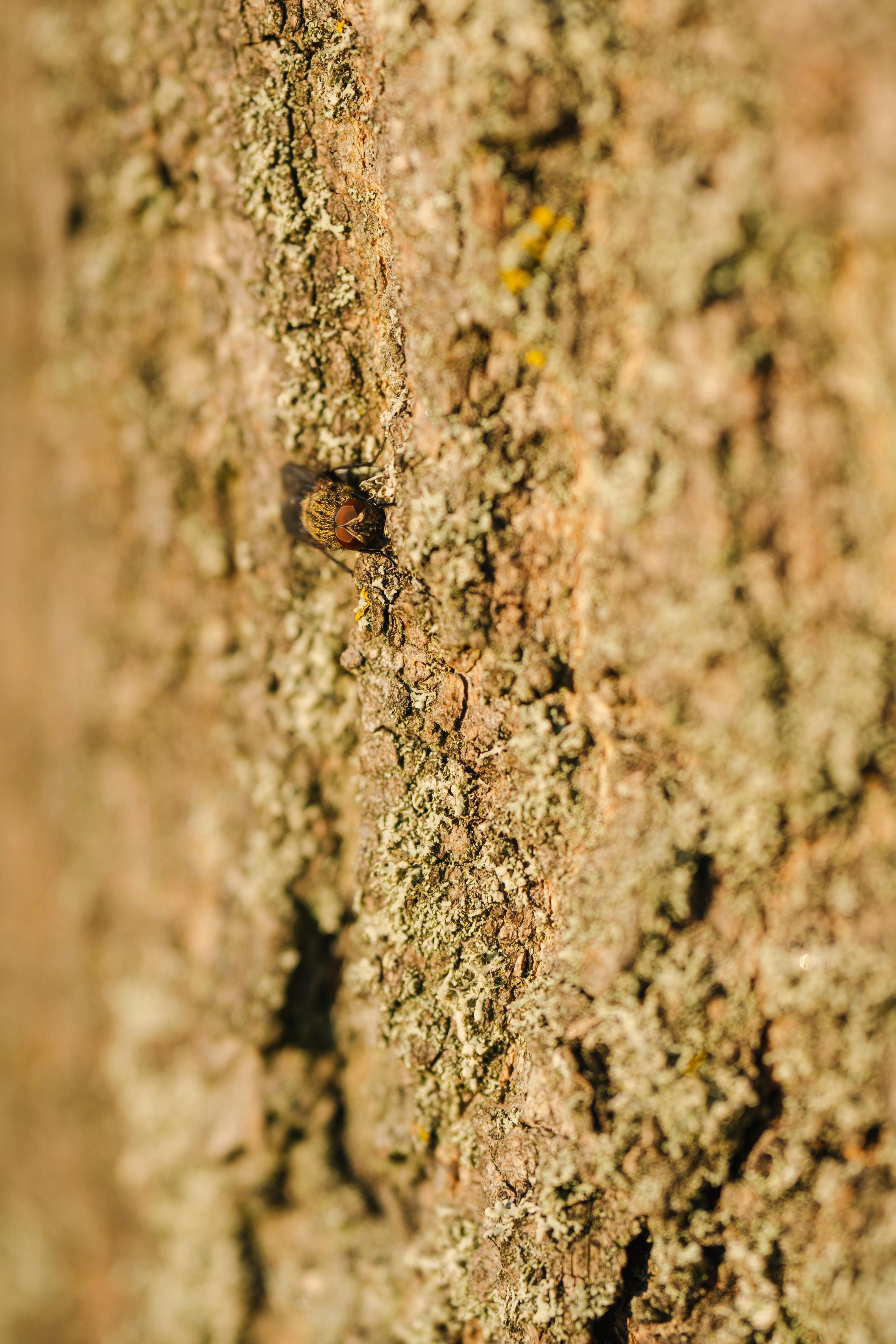 A small insect is crawling on the bark of a tree · Free Stock Photo