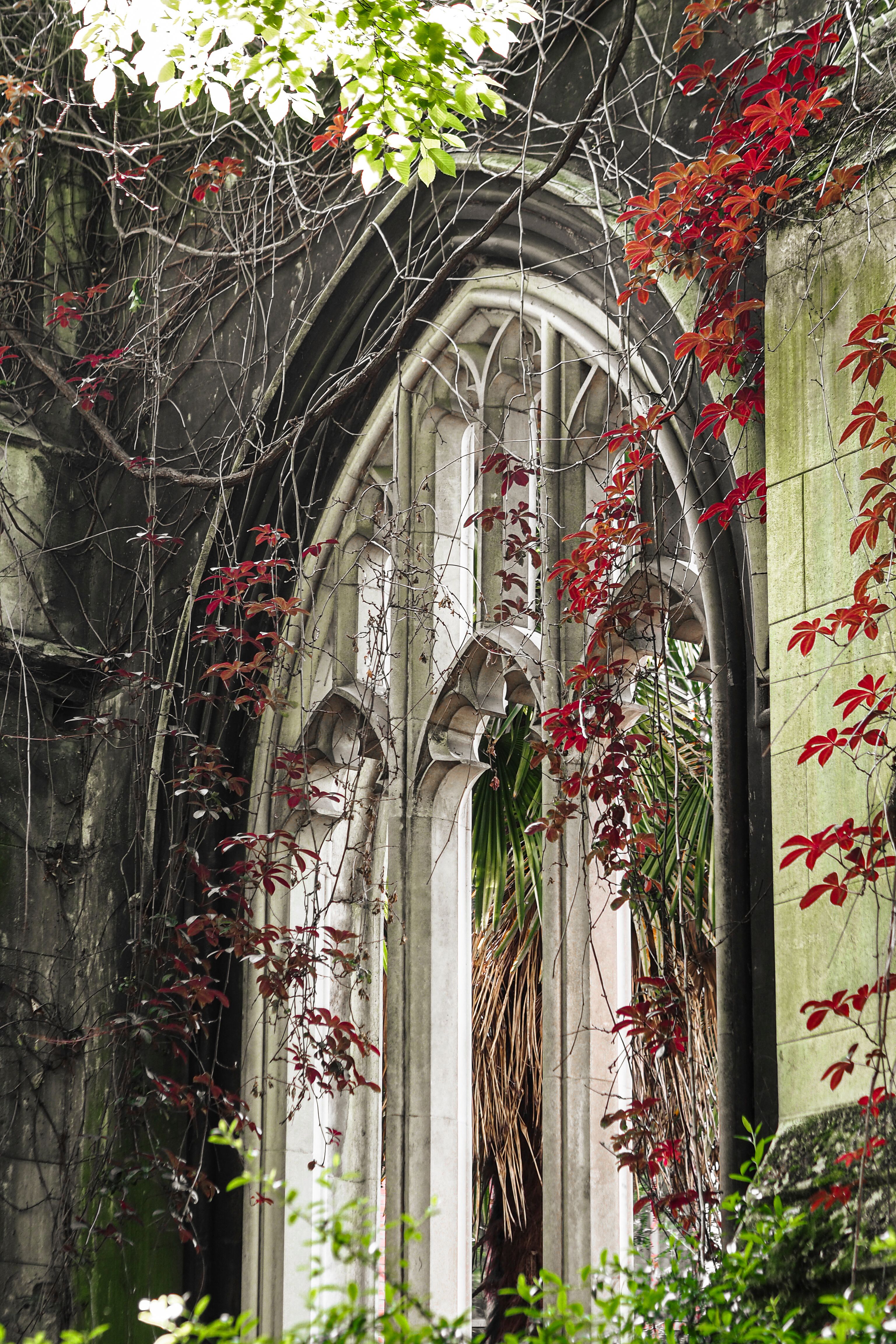 A window in an old building with vines growing around it · Free Stock Photo