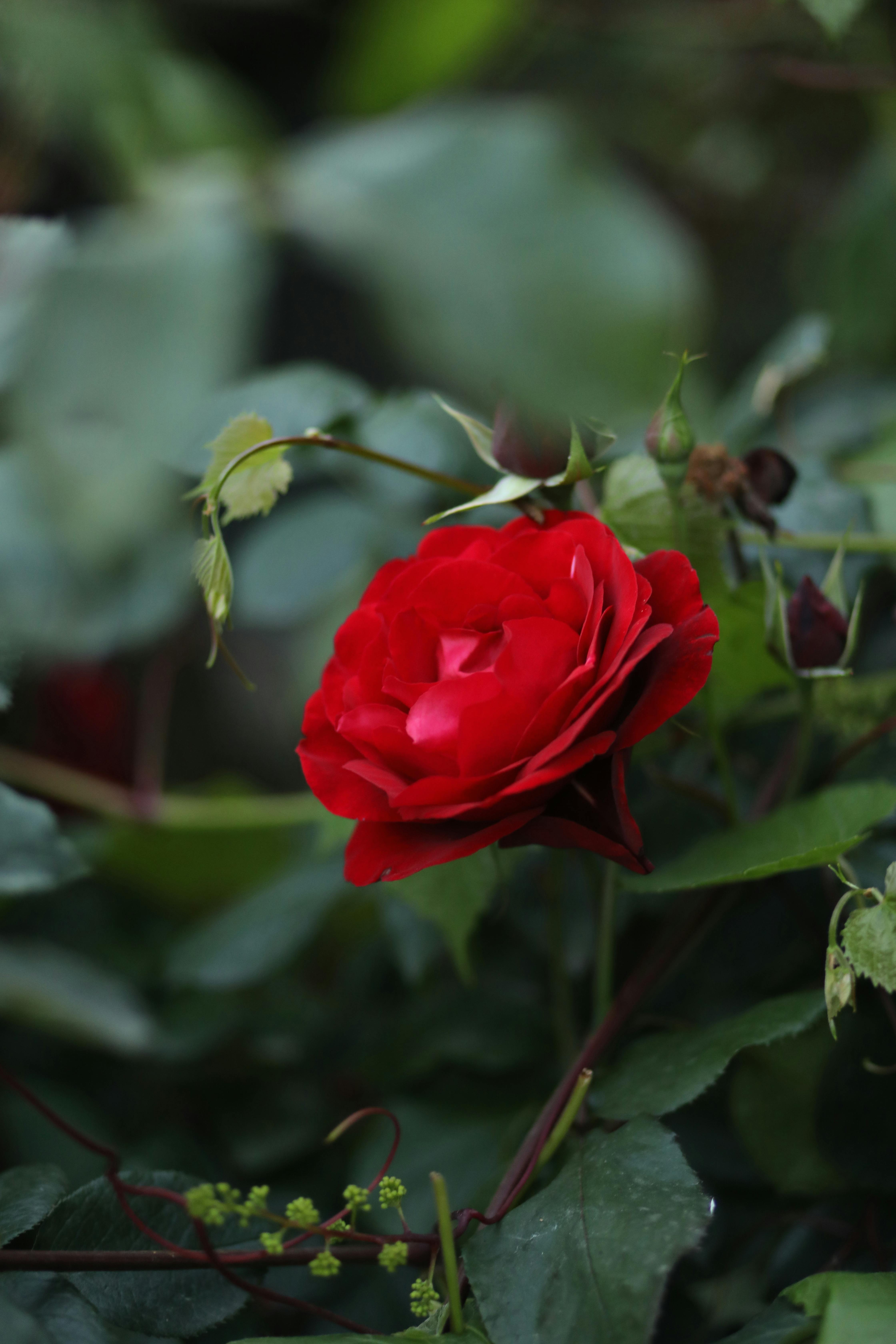 Red Rose in Nature · Free Stock Photo