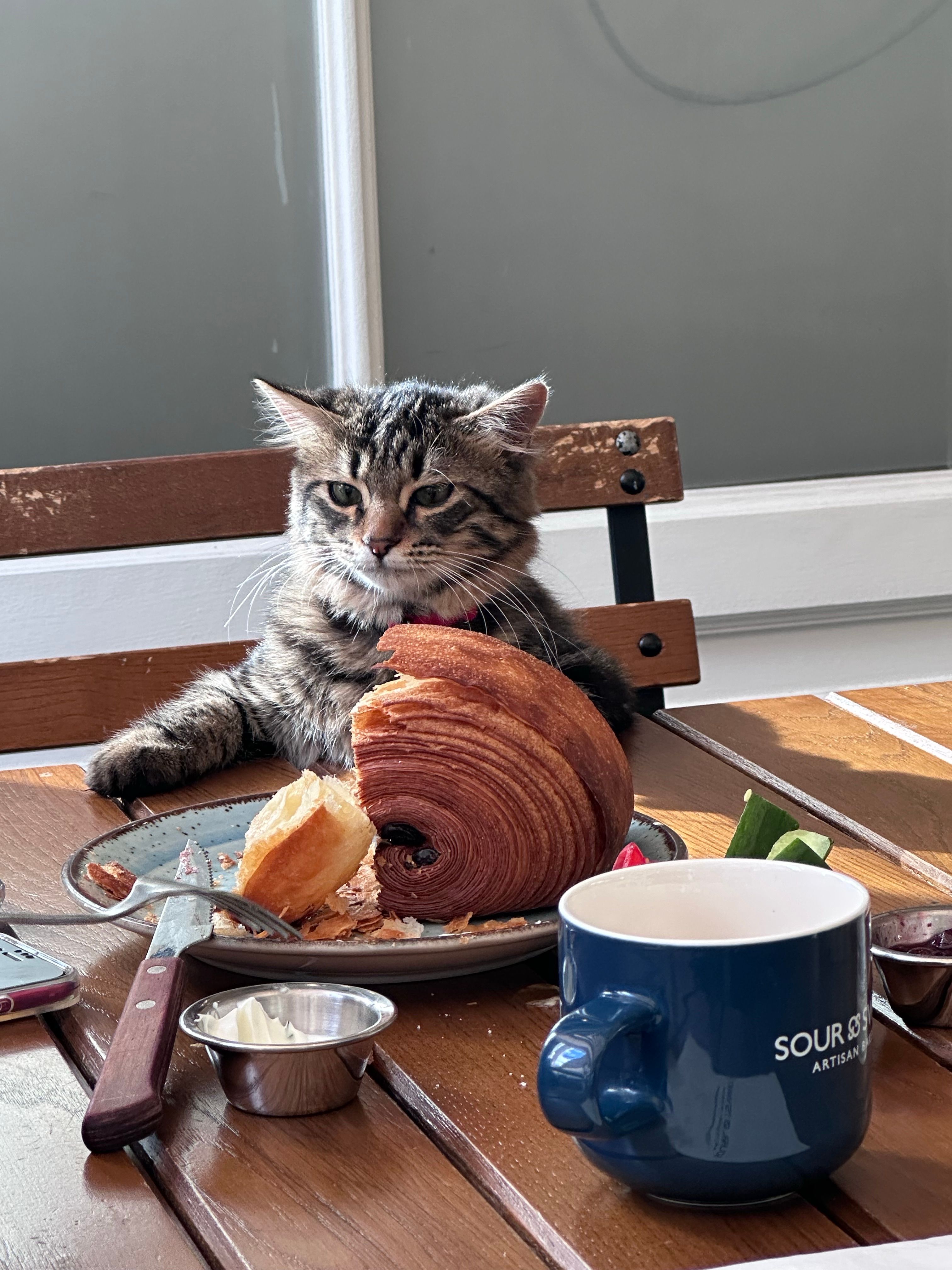 Cat Sitting at a Table and Looking at Food · Free Stock Photo