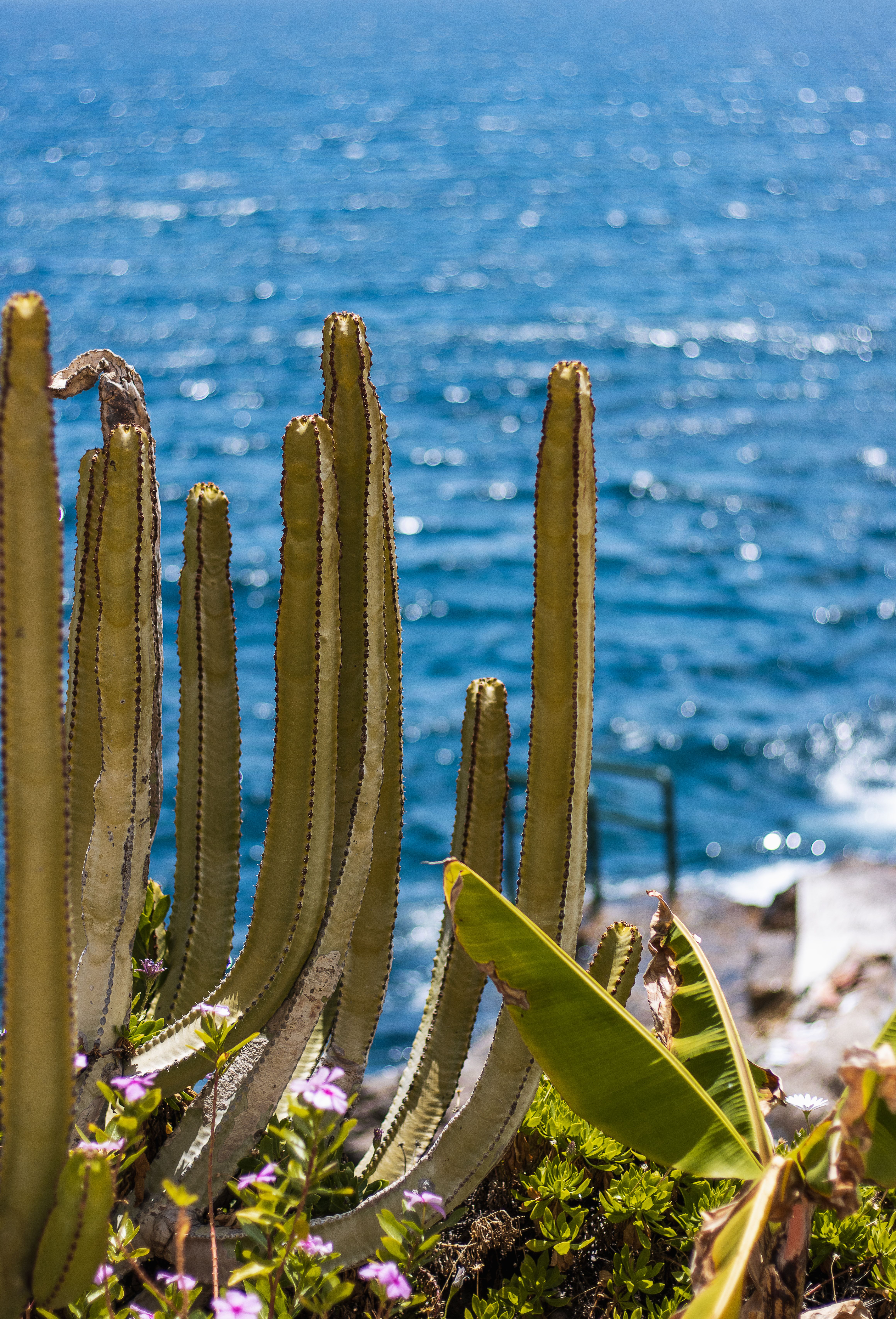 Cactus on Sea Coast · Free Stock Photo