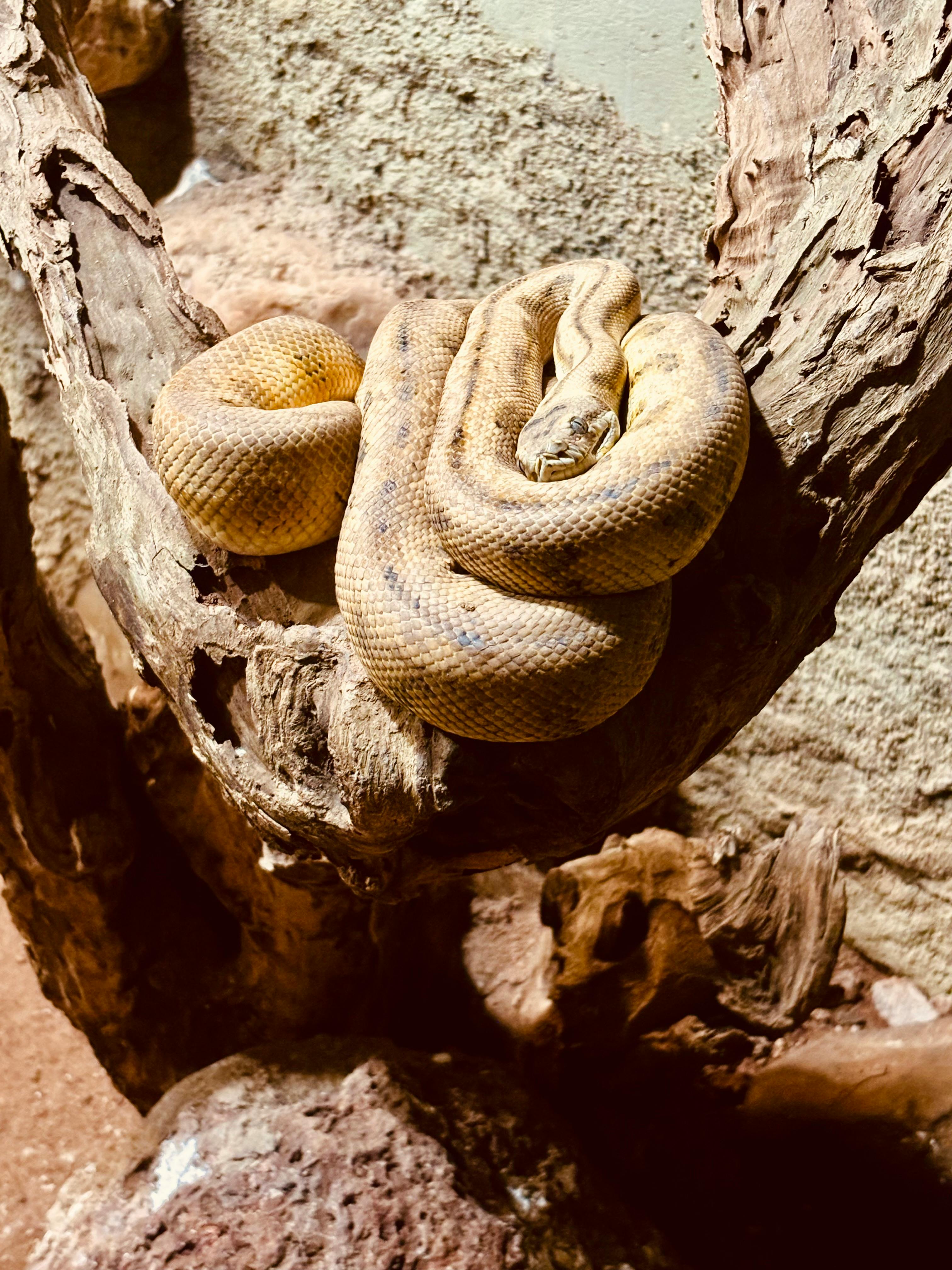 Snake on Tree Trunk · Free Stock Photo