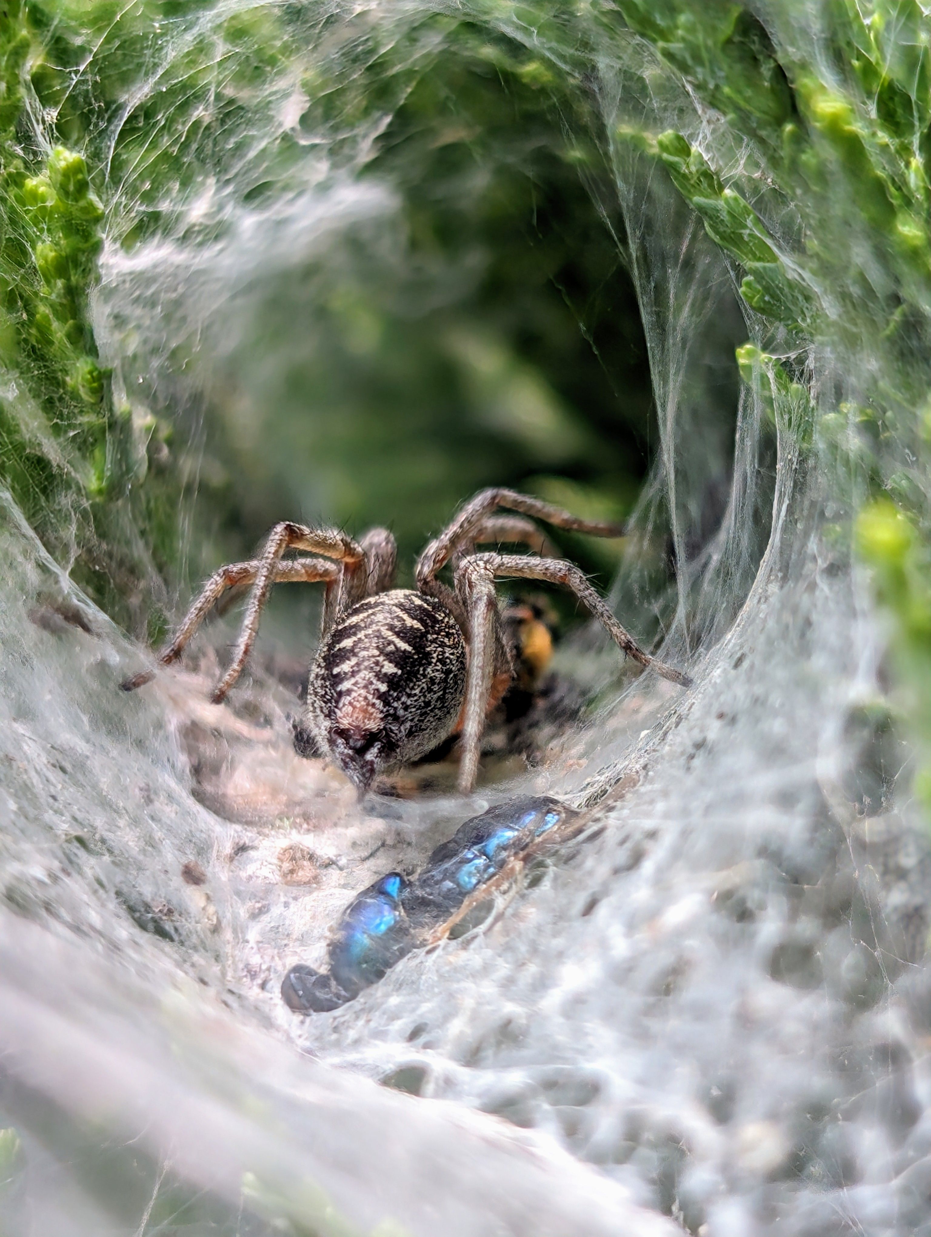 Wolf Spider on Spiderweb · Free Stock Photo