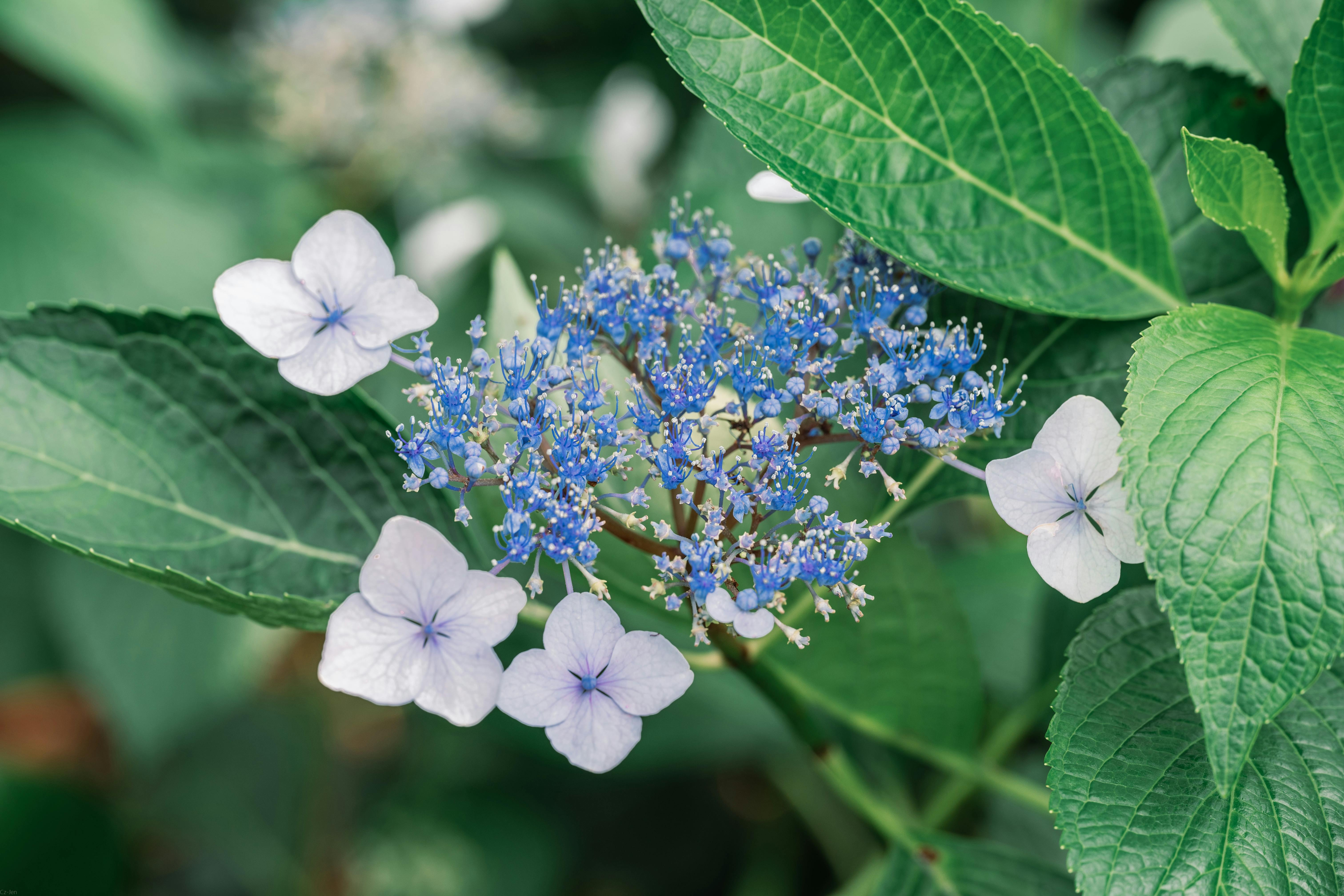Close-up of a Blue Lacecap Hydrangea Flower · Free Stock Photo