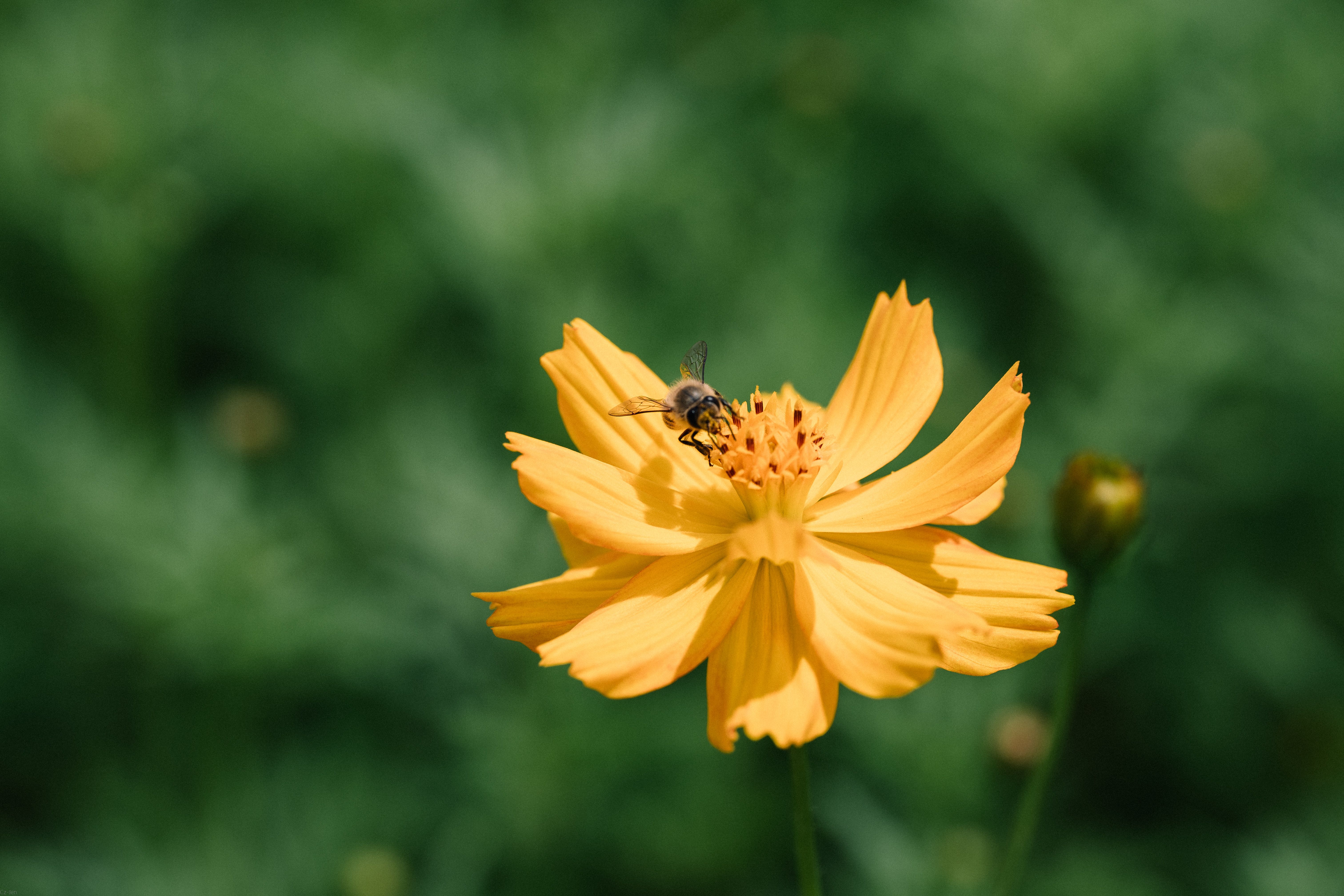 Macro Photography of Insect Perched On Flower · Free Stock Photo
