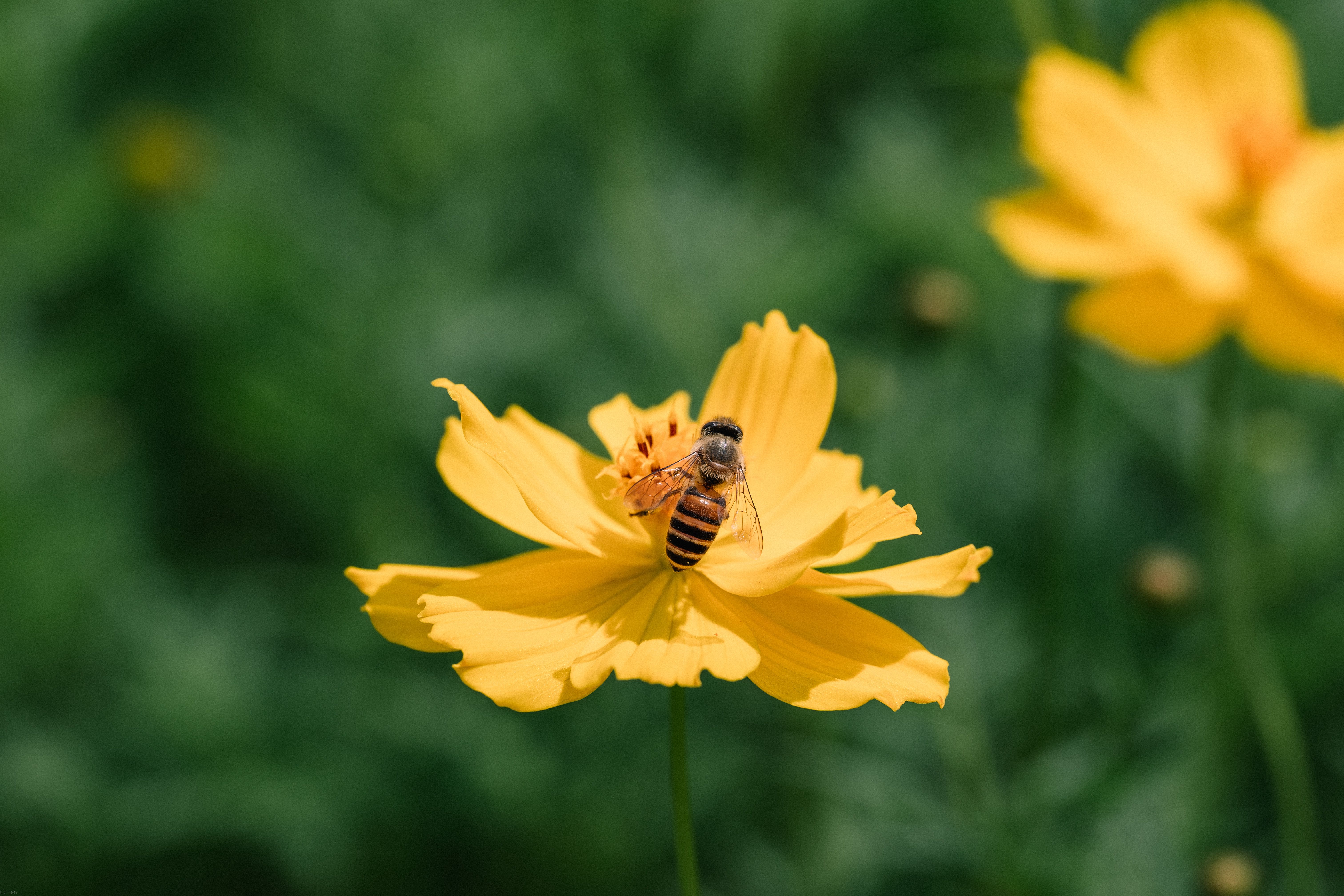 Close-up East African Lowland Honey Bee on a Yellow Flower · Free Stock ...