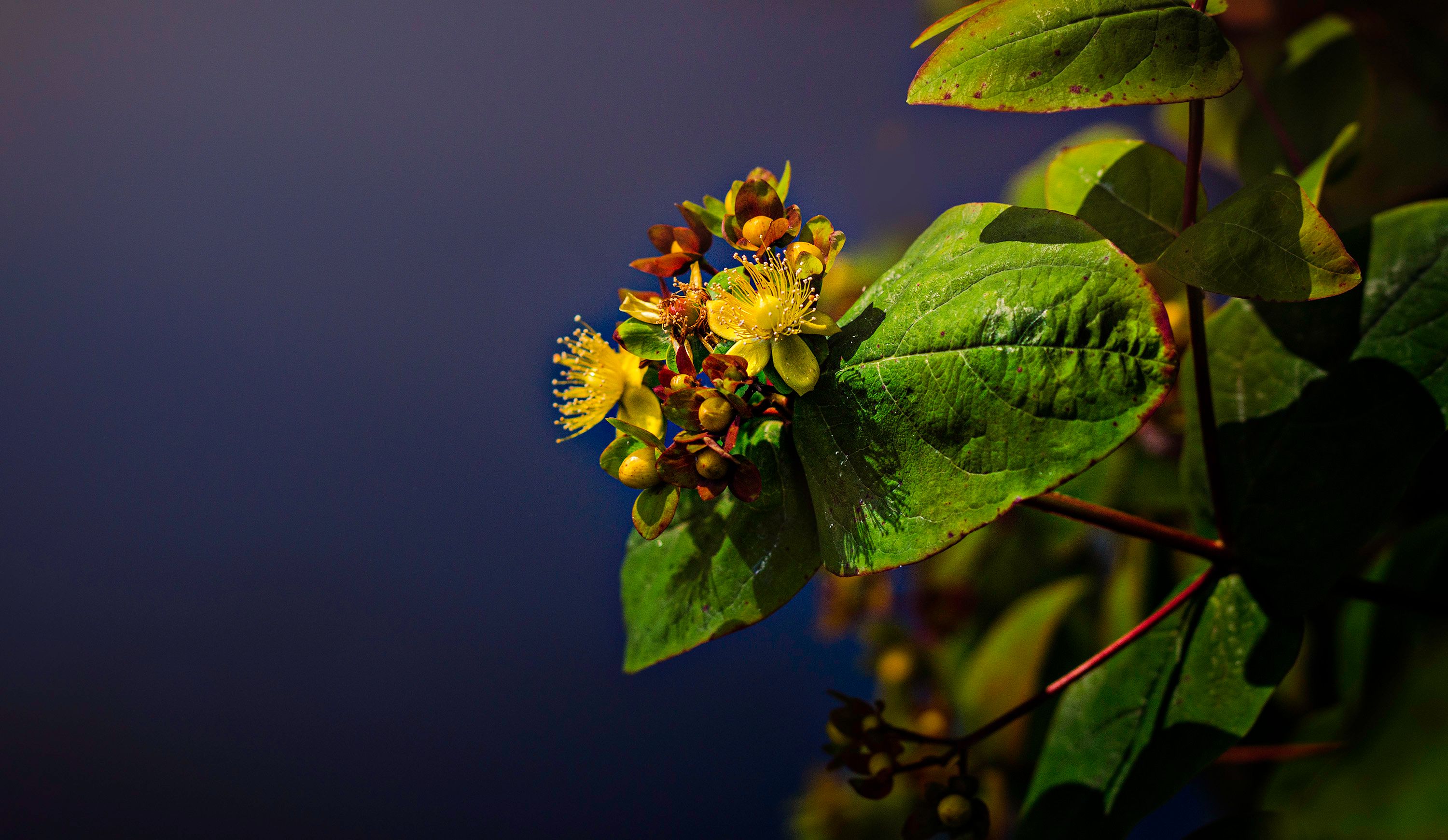 Green Leaves · Free Stock Photo