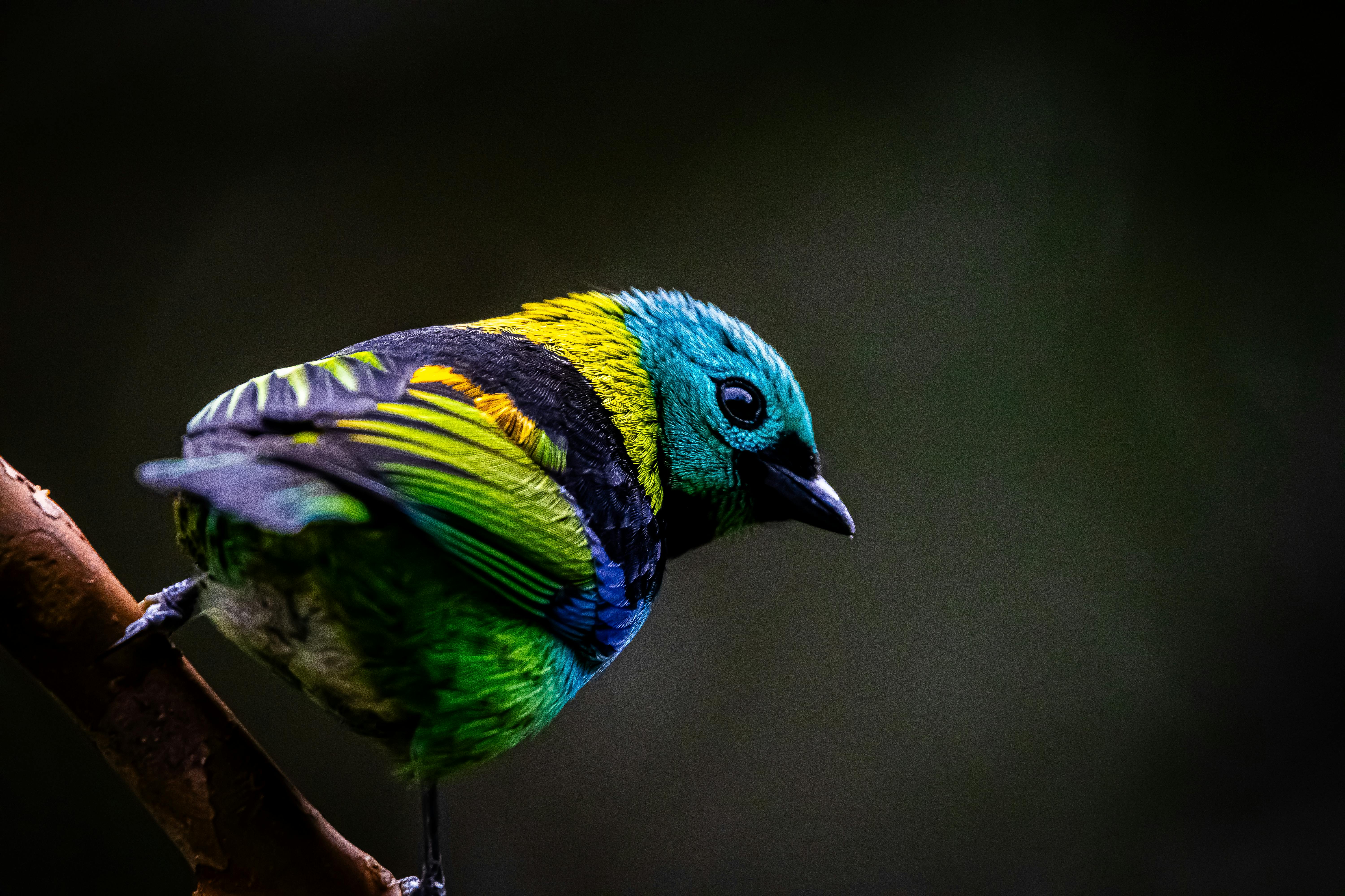 Green Headed Tanager · Free Stock Photo