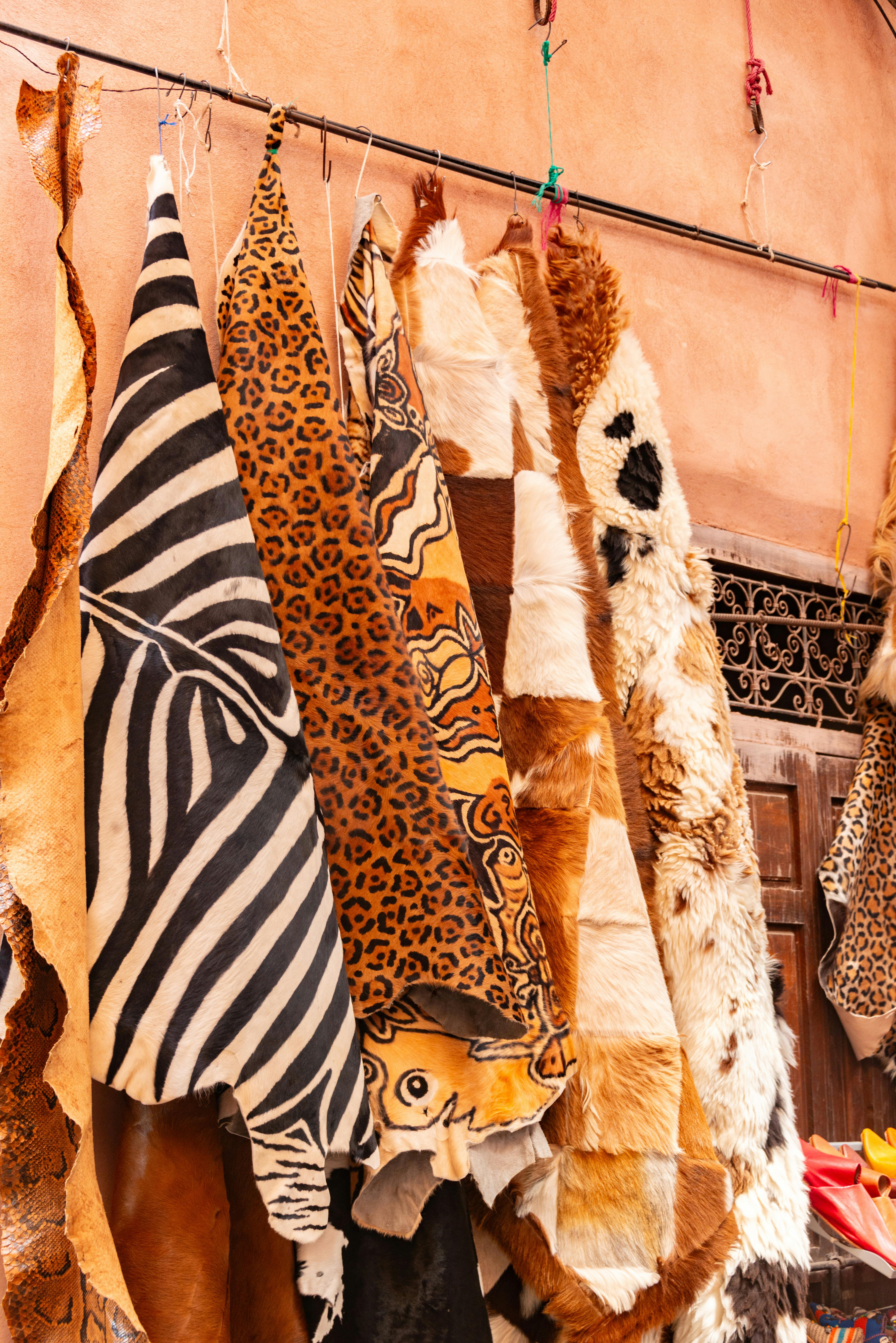 A variety of animal skins hanging on a wall · Free Stock Photo