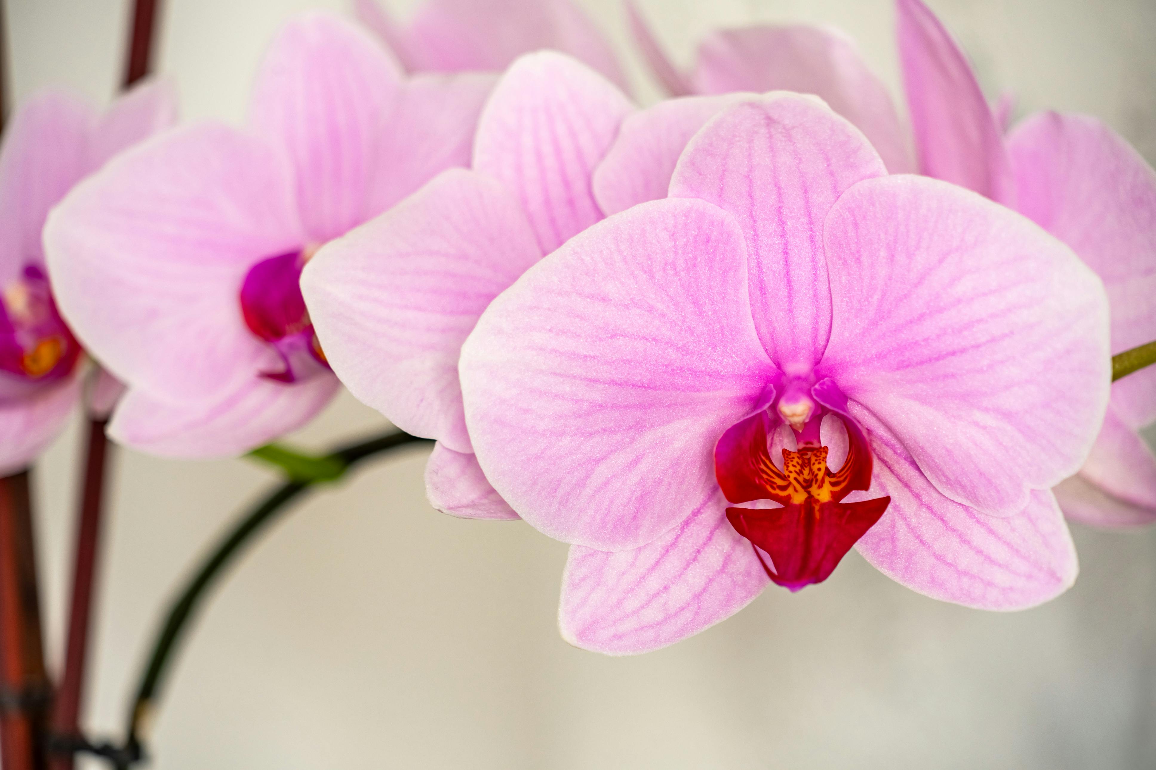 David Vives - 摄影