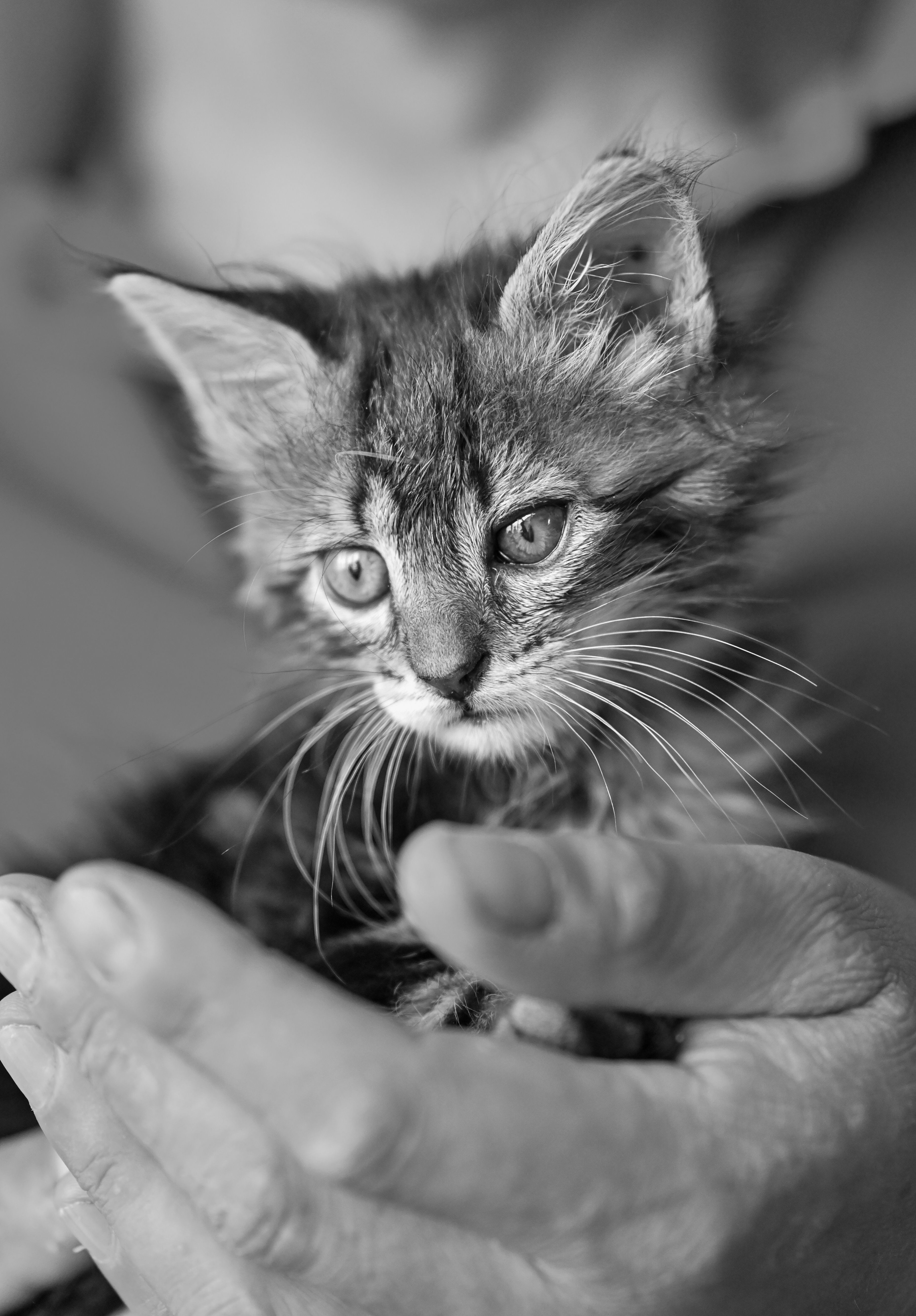 Cat Done Hand Photos, Download The BEST Free Cat Done Hand Stock Photos ...
