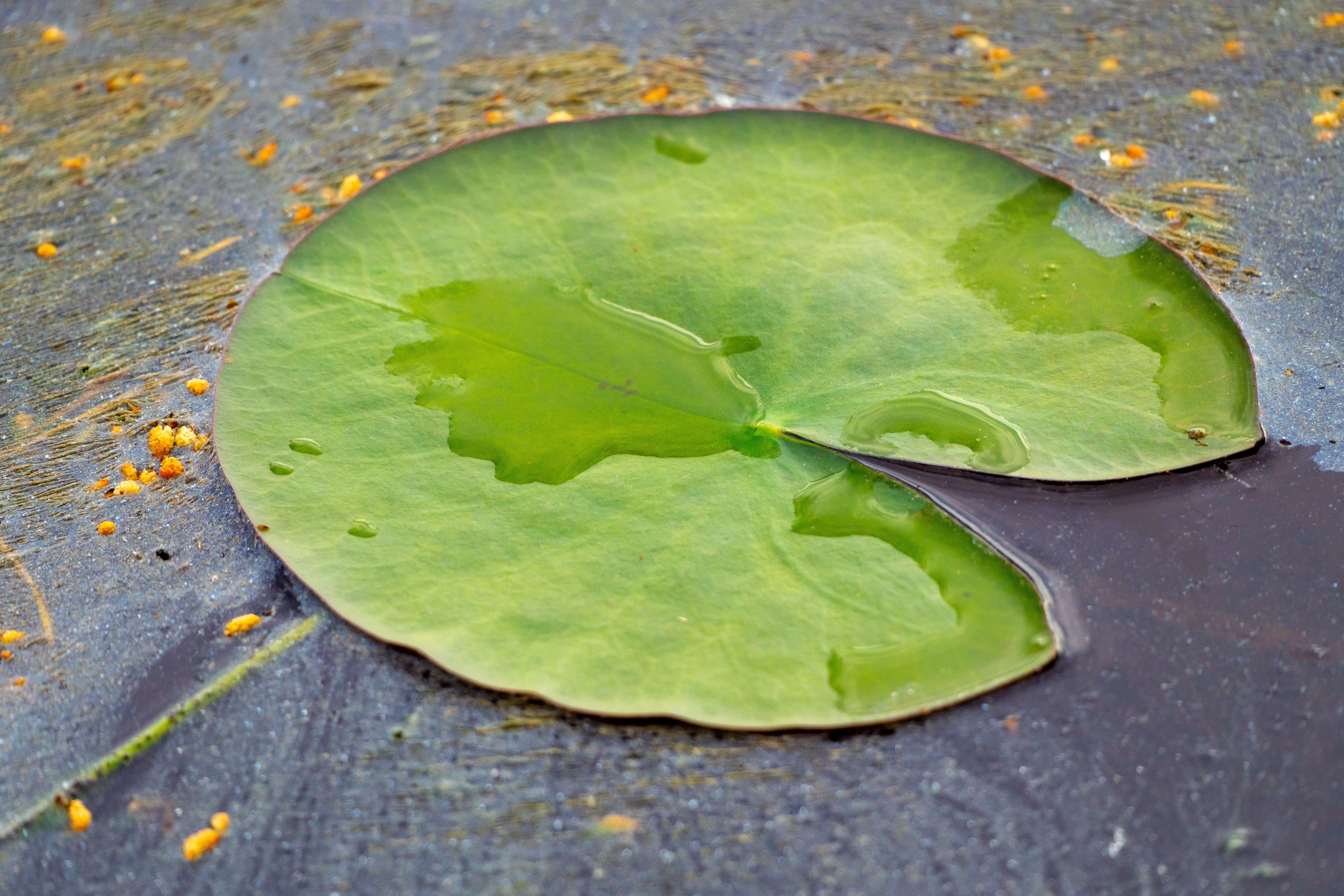 Lotus Leaf on Water · Free Stock Photo