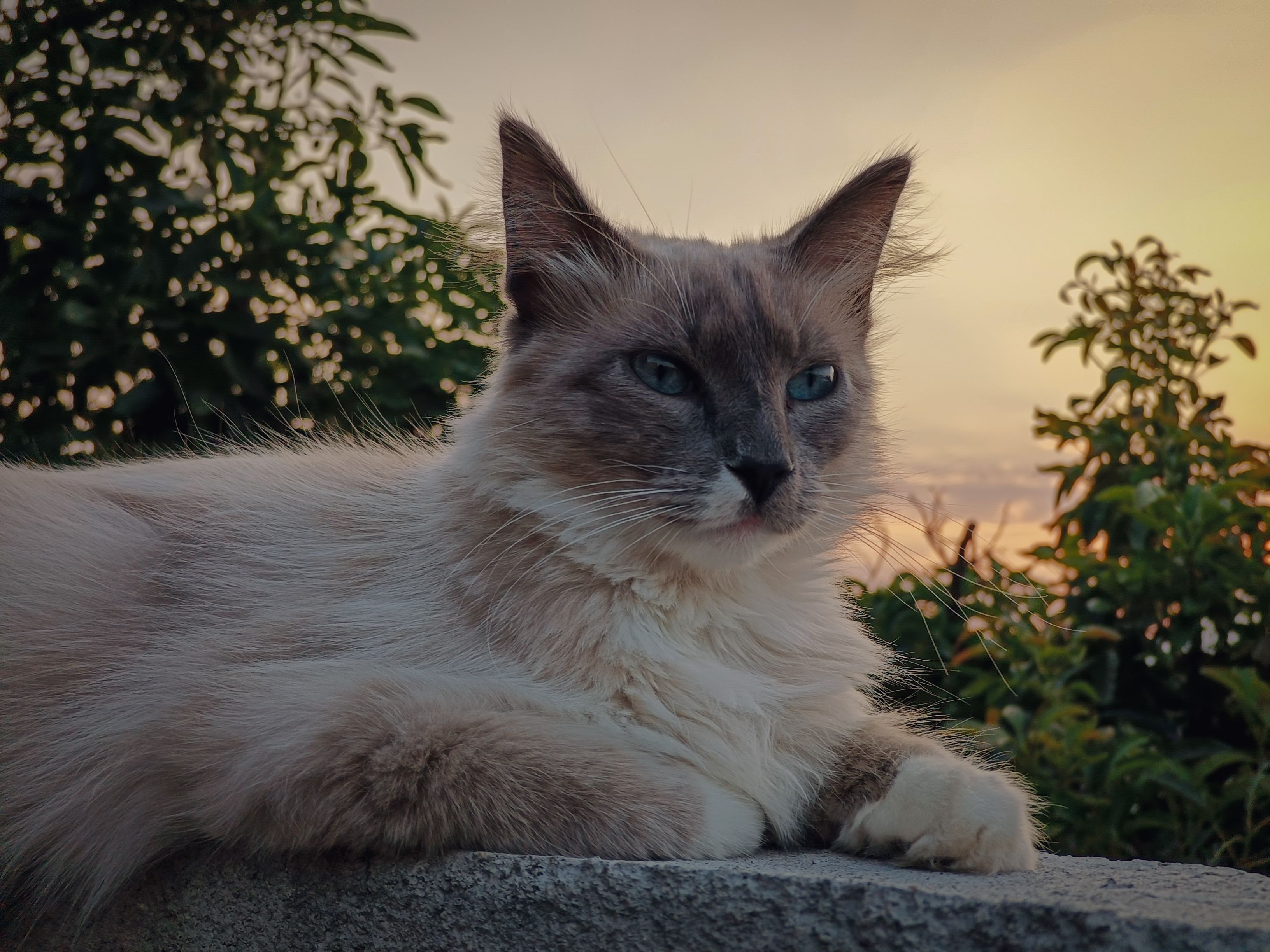 A cat laying on a ledge at sunset · Free Stock Photo