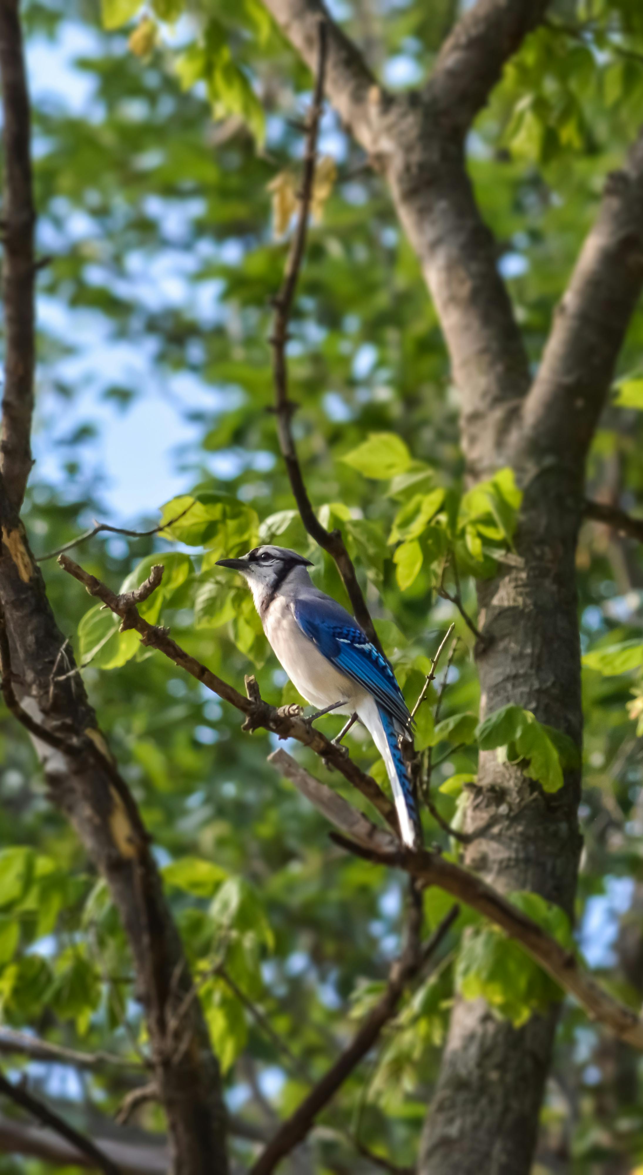 Tilt-shift Lens Photography of Blue Bird on Branch · Free Stock Photo