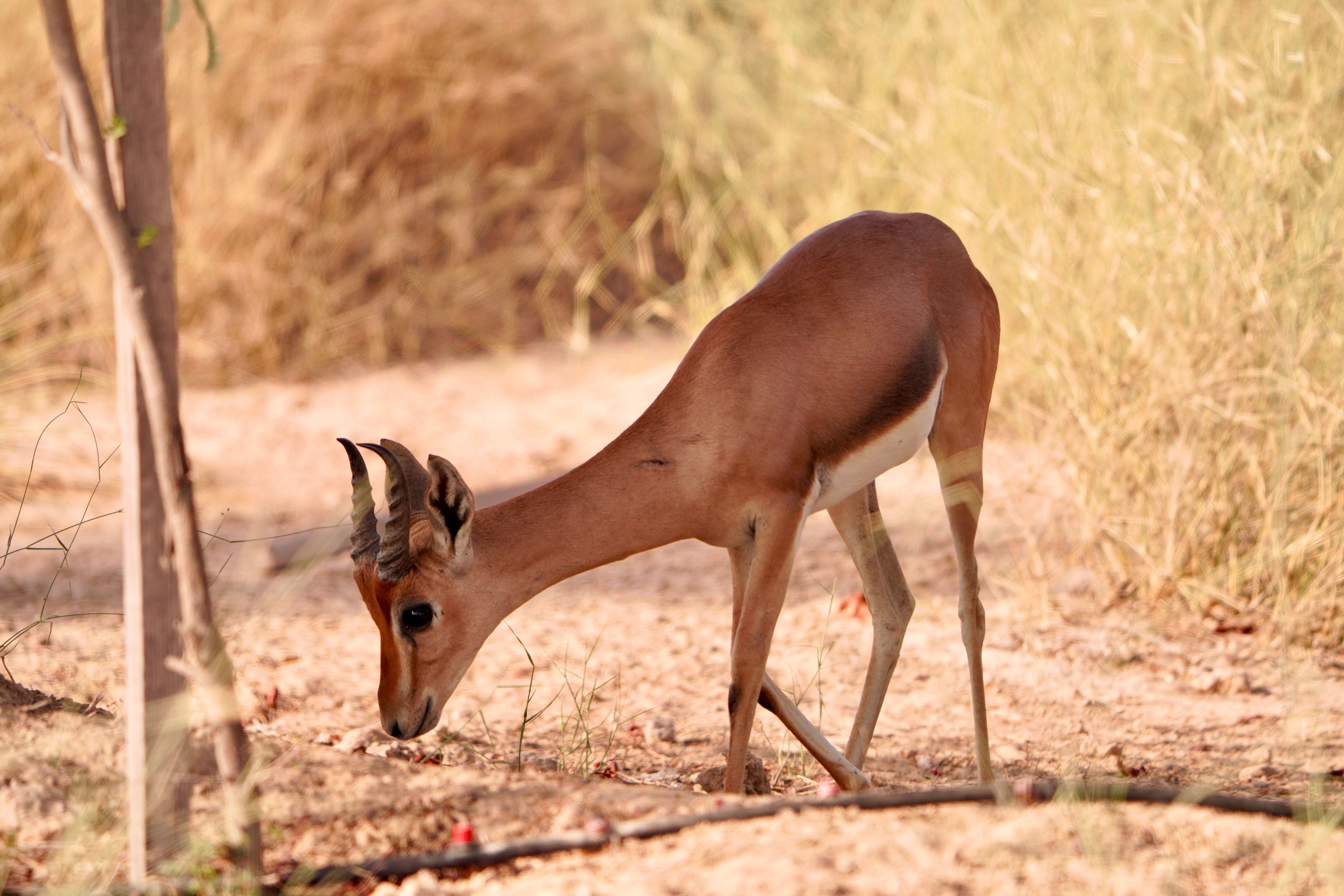 A Chinkara in the Wild · Free Stock Photo