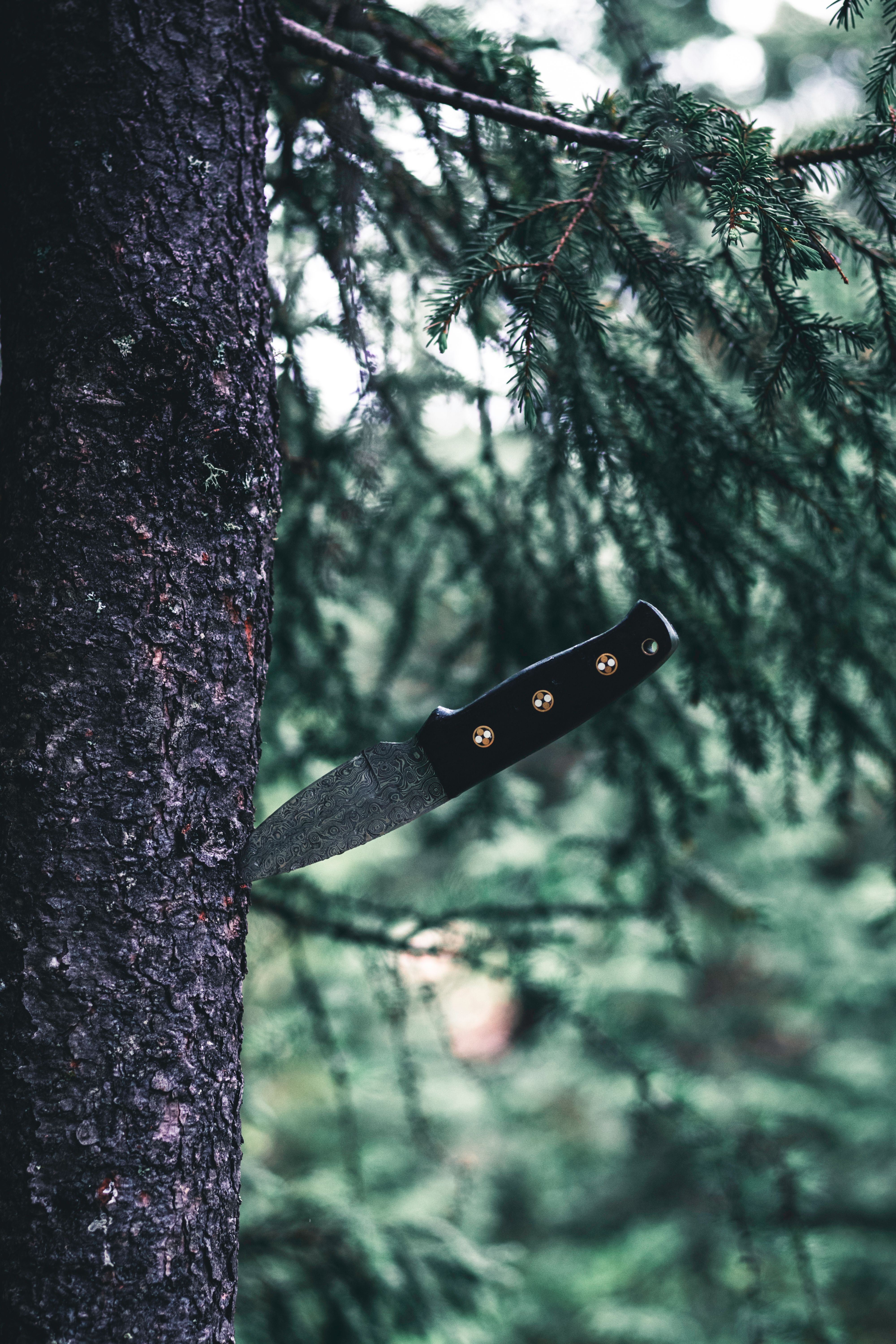 A Knife in a Tree · Free Stock Photo