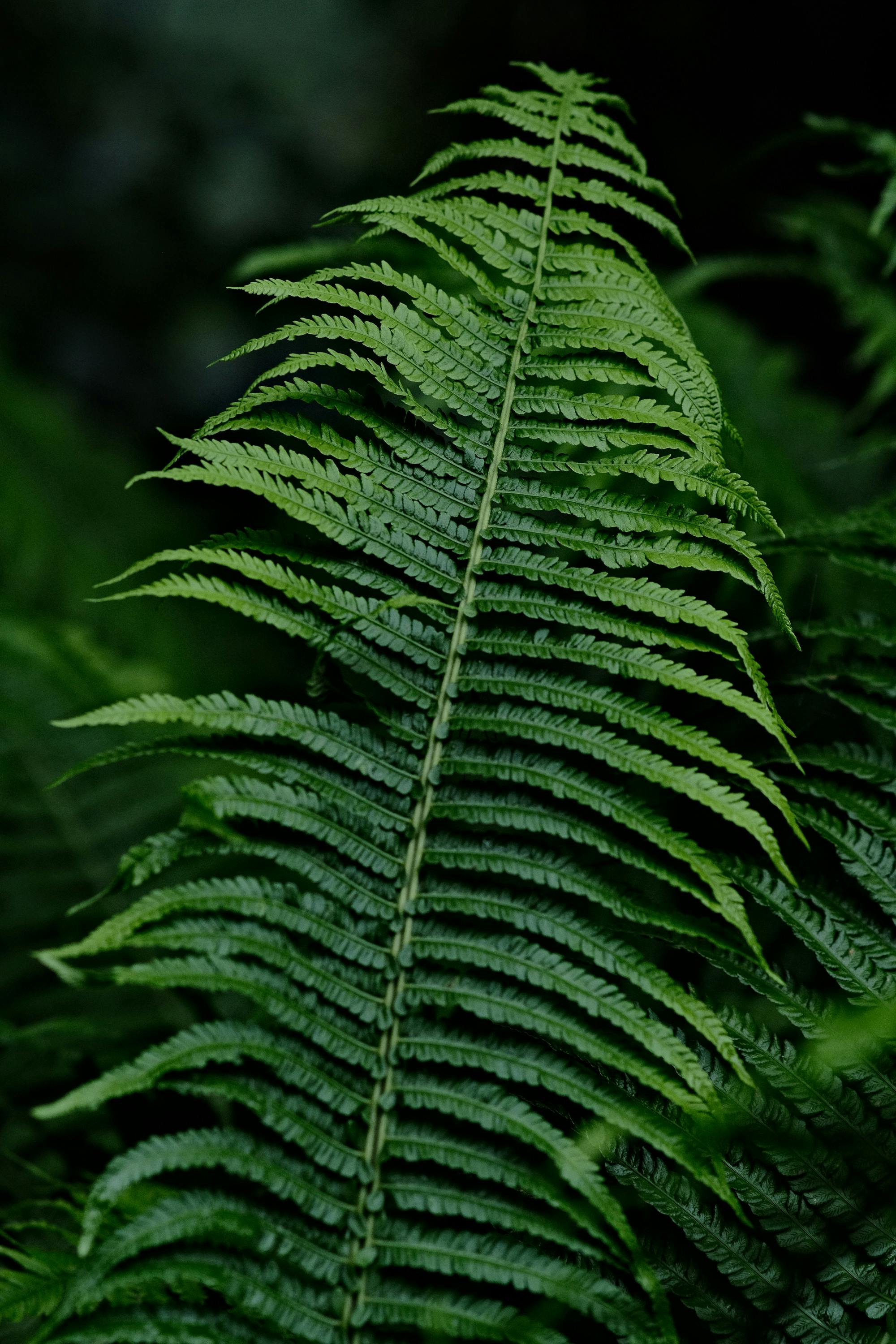 Close-Up Photo of Fern Plant · Free Stock Photo