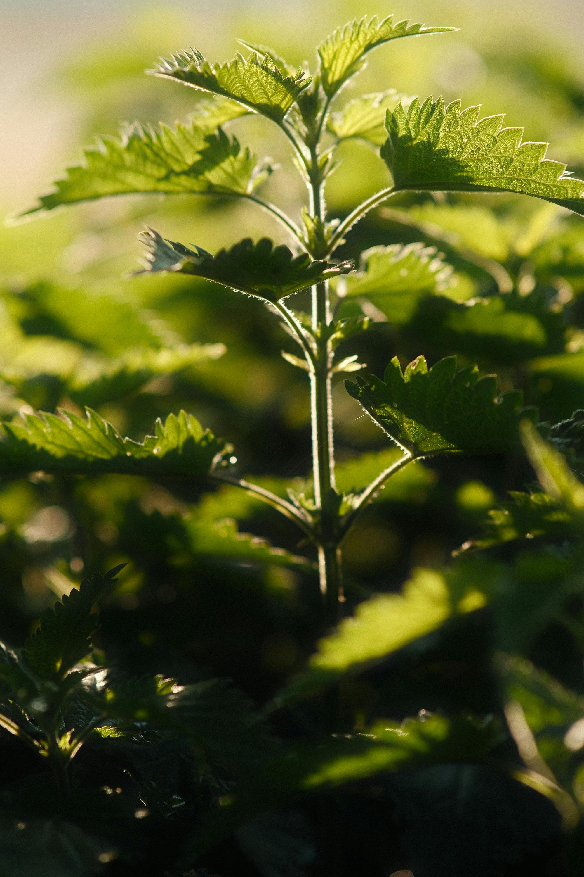 Nettle Plant in a Field · Free Stock Photo