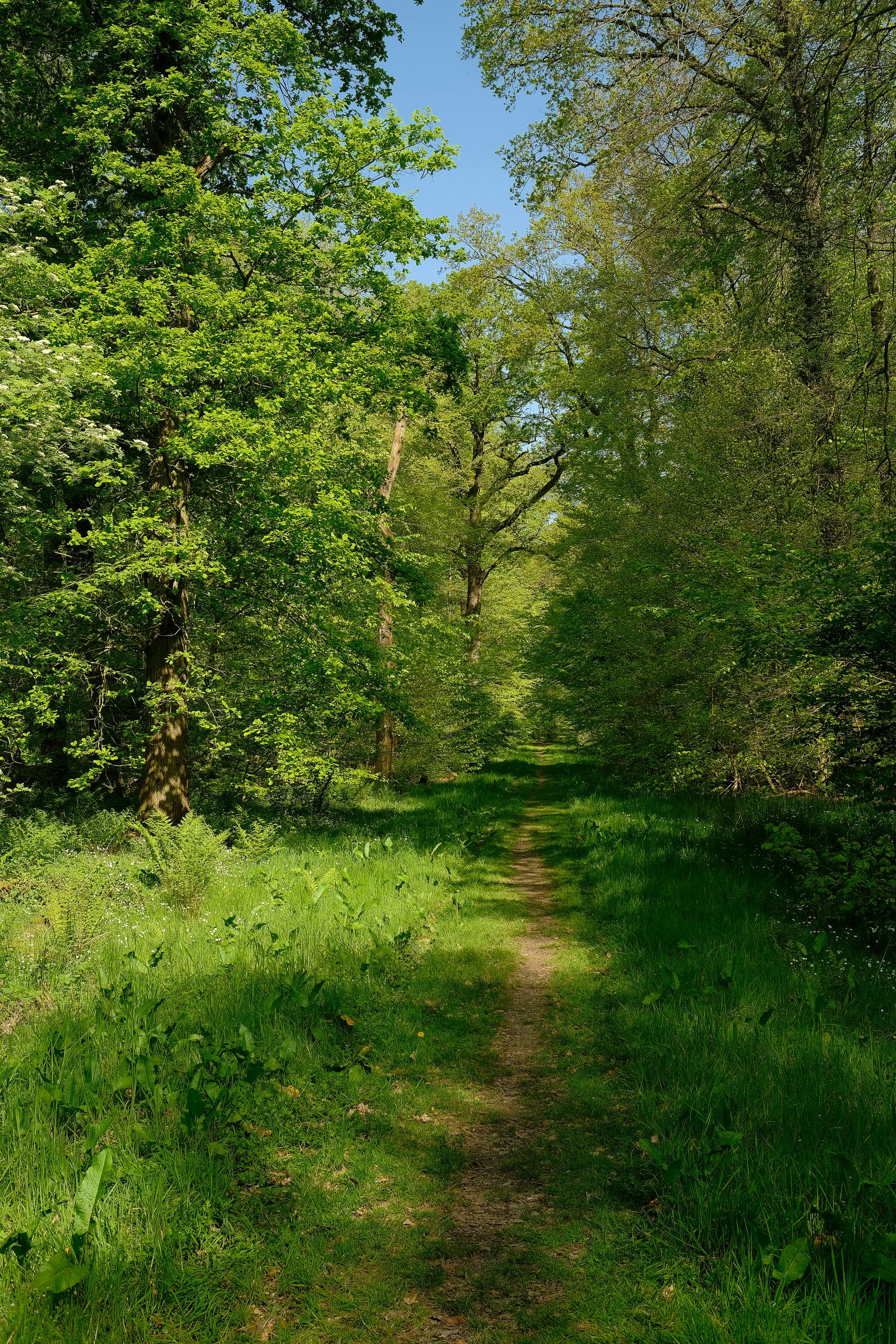 Small Pathway in a Forest · Free Stock Photo