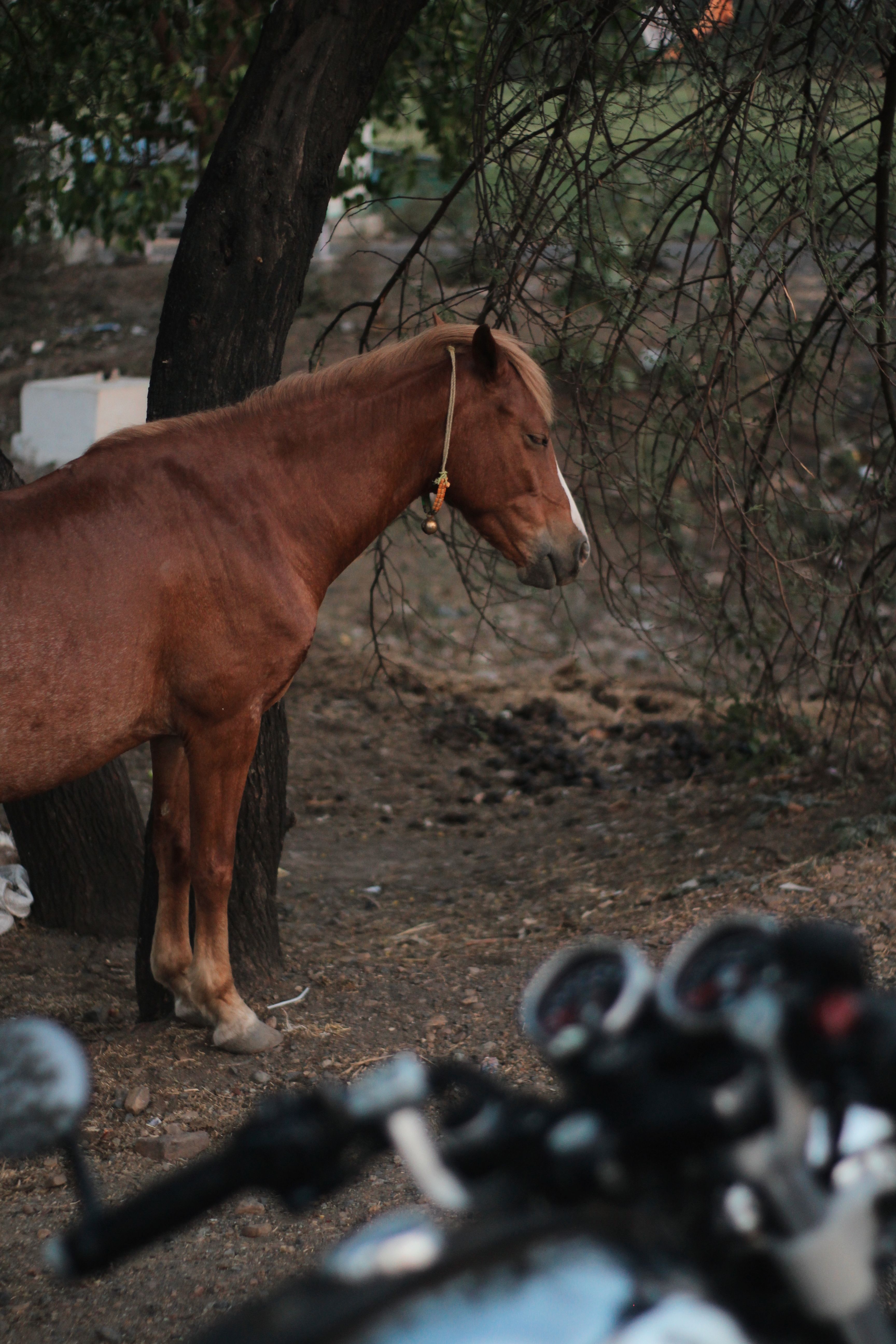 Horse near Tree · Free Stock Photo