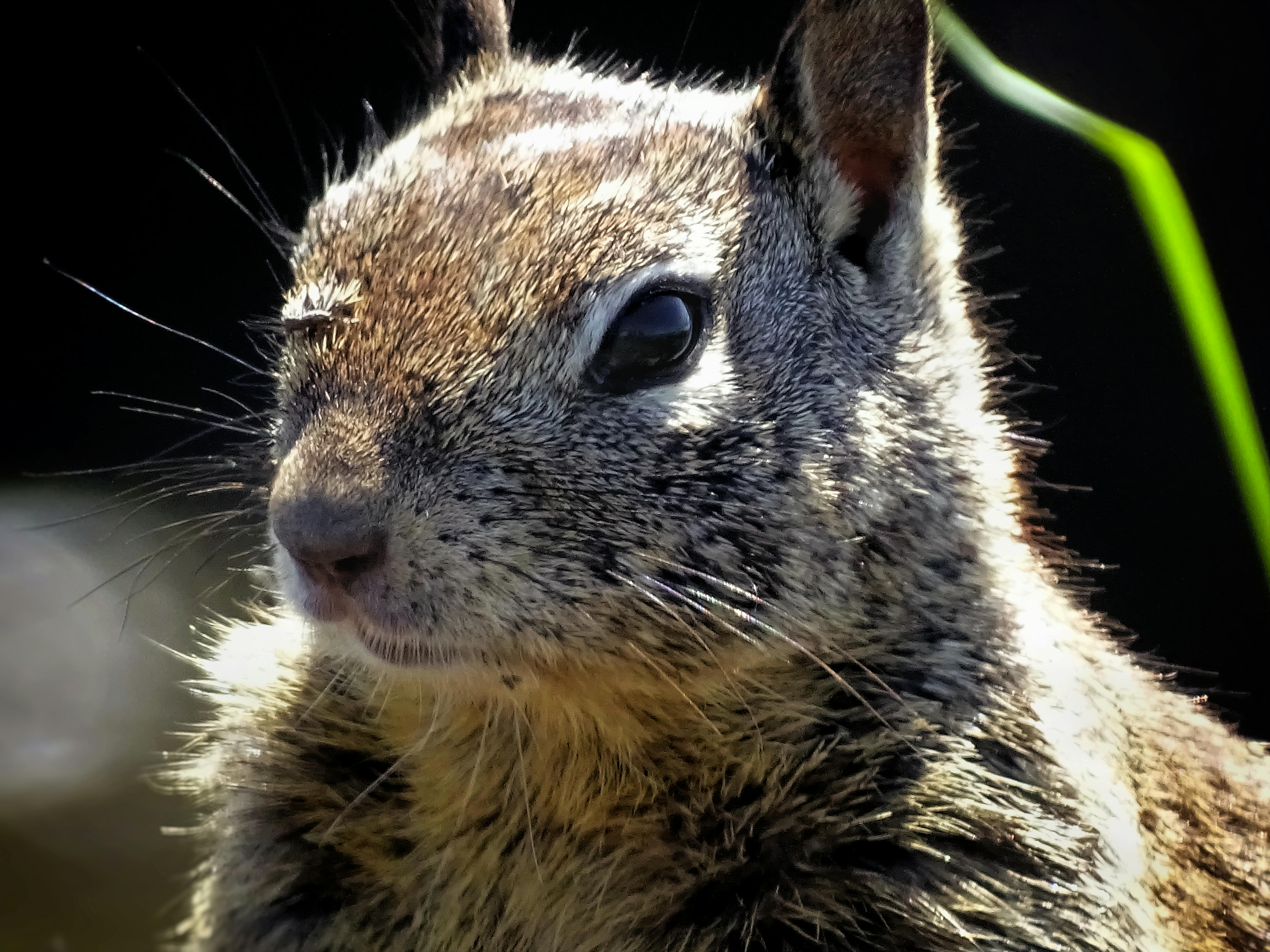 Close-up Photo of Squirrel Head · Free Stock Photo